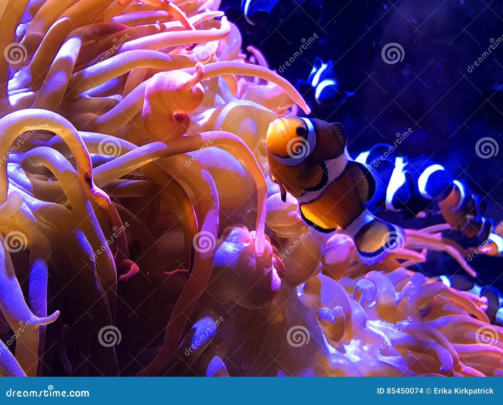 Clown Fish stock photo. Image of coral, reef, marine - 85450074