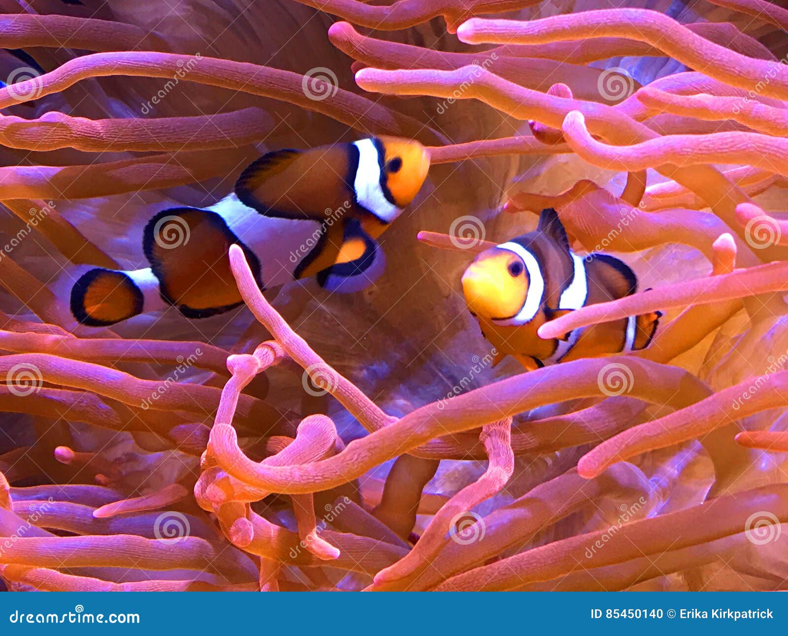 Clown Fish stock photo. Image of anemone, real, great - 85450140