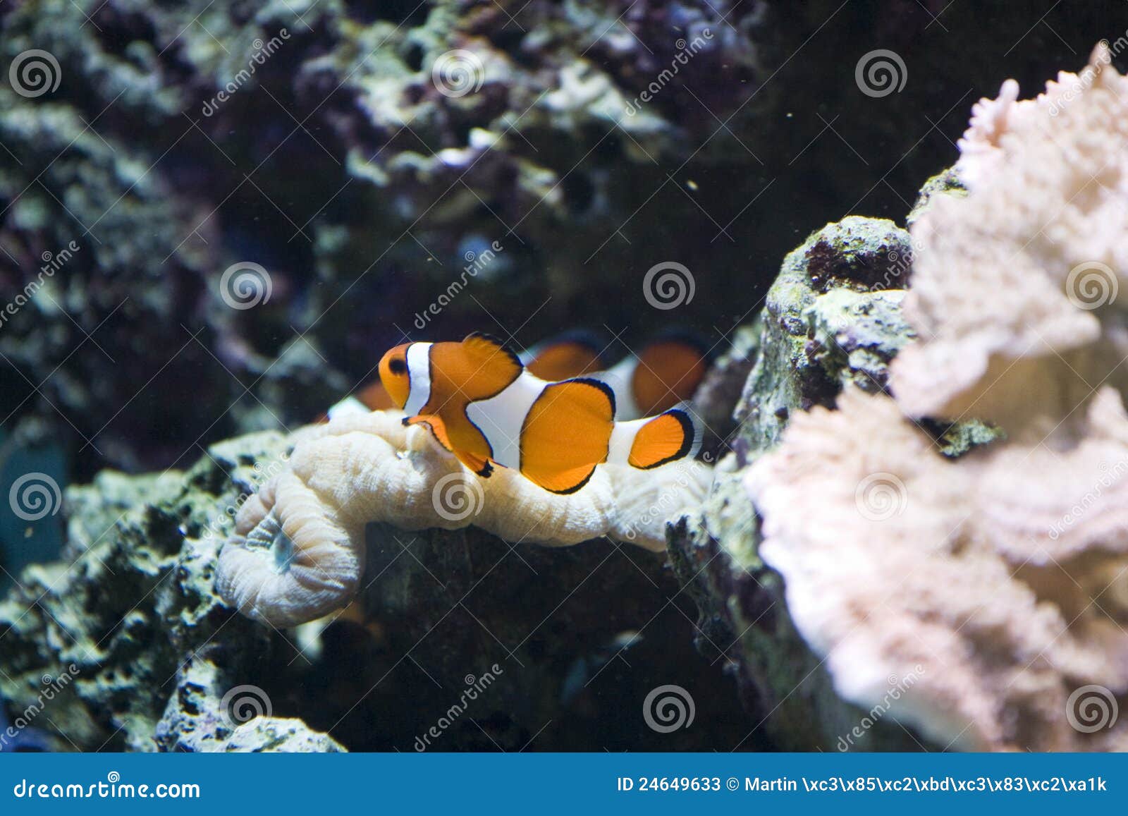 Clown fish reef stock image. Image of nature, rock, fauna - 24649633