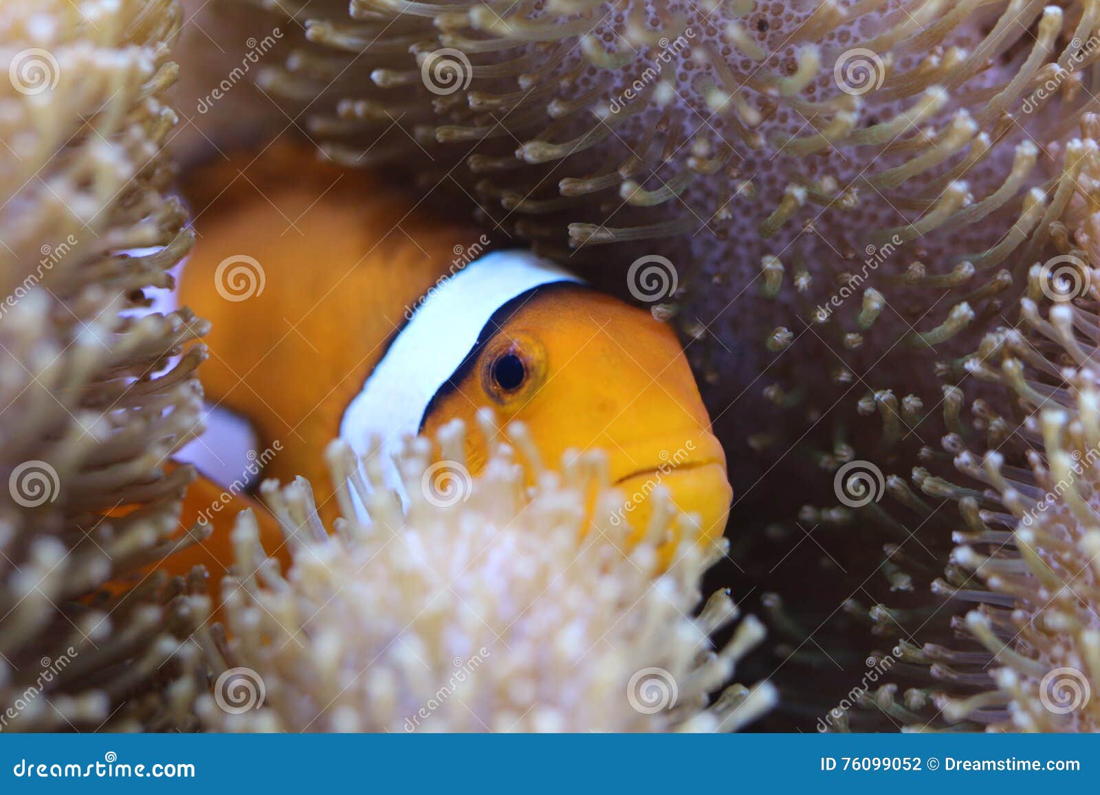 Clown Fish stock photo. Image of clown, nemo, serbia - 76099052
