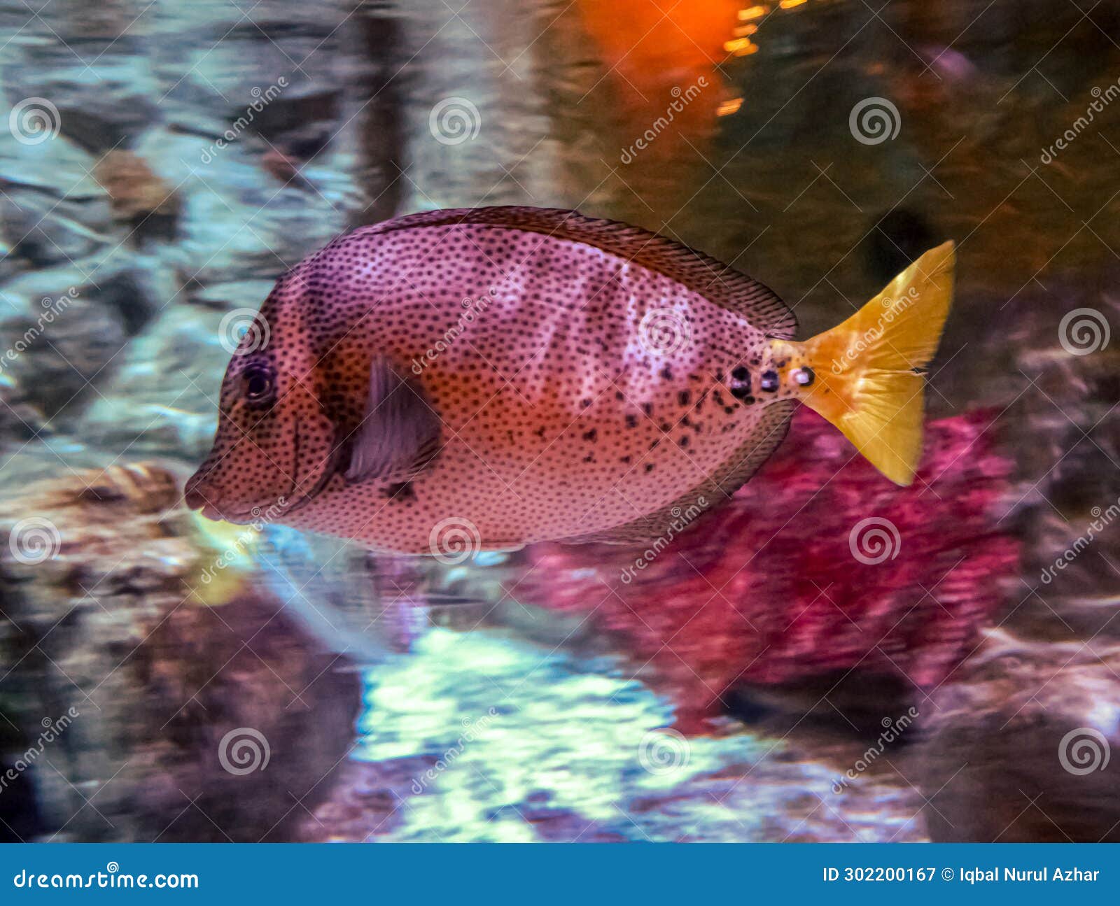 Clown Fish at Sea Life Arizona Aquarium Stock Image - Image of clown ...