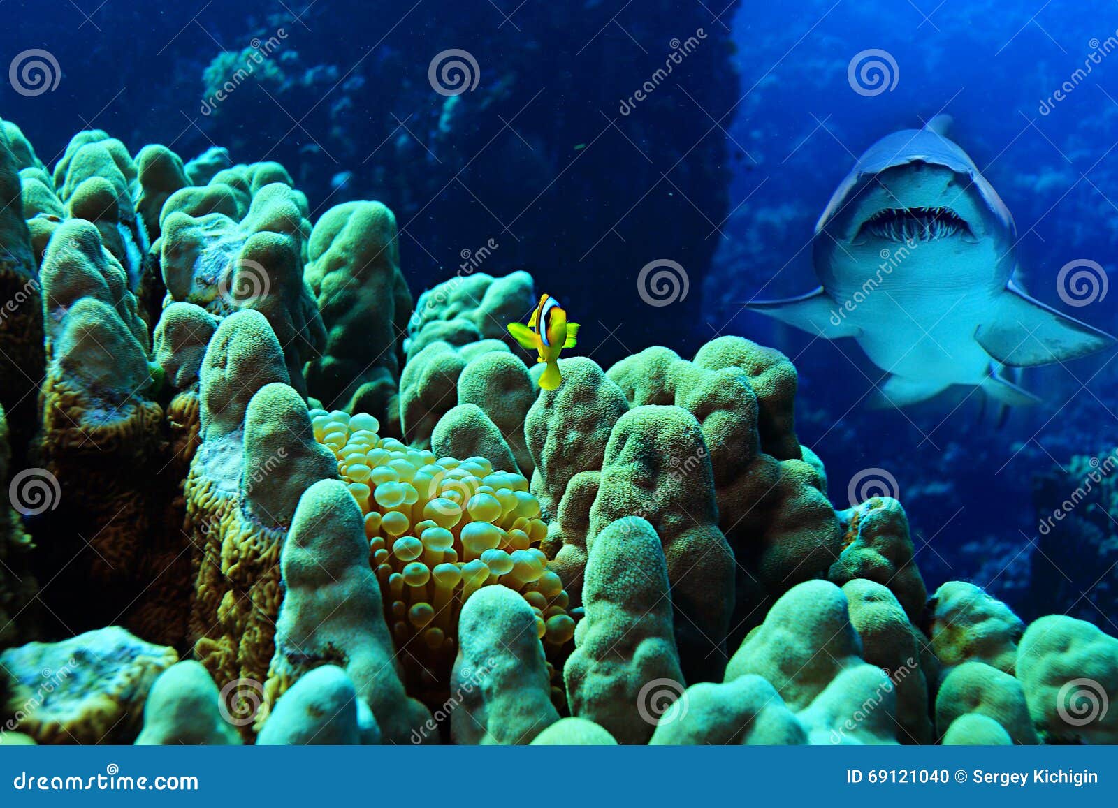 Clown Fish and Shark in Coral Reef Stock Photo - Image of maldives ...
