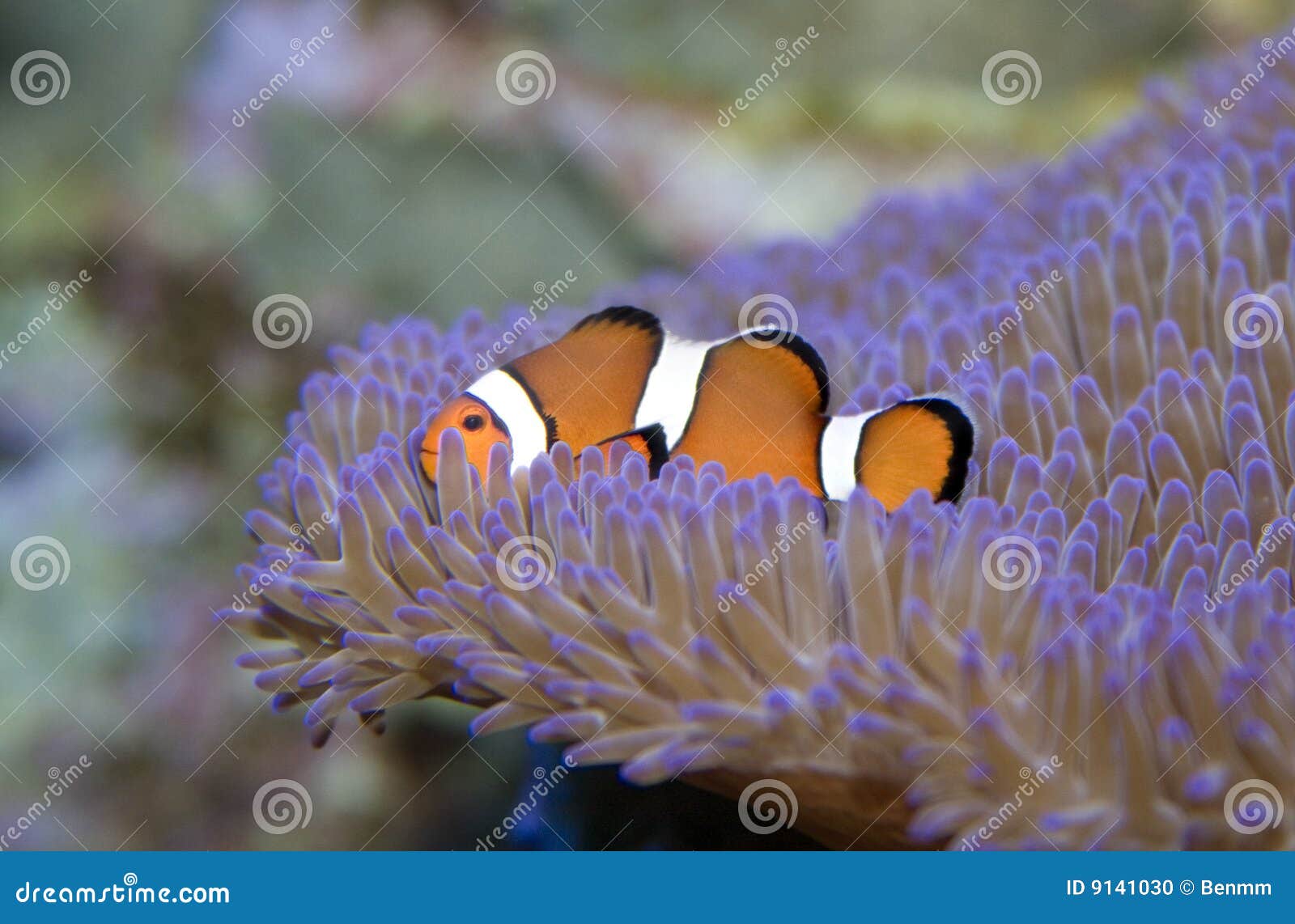 Clown Fish side view stock photo. Image of colorful, great - 9141030