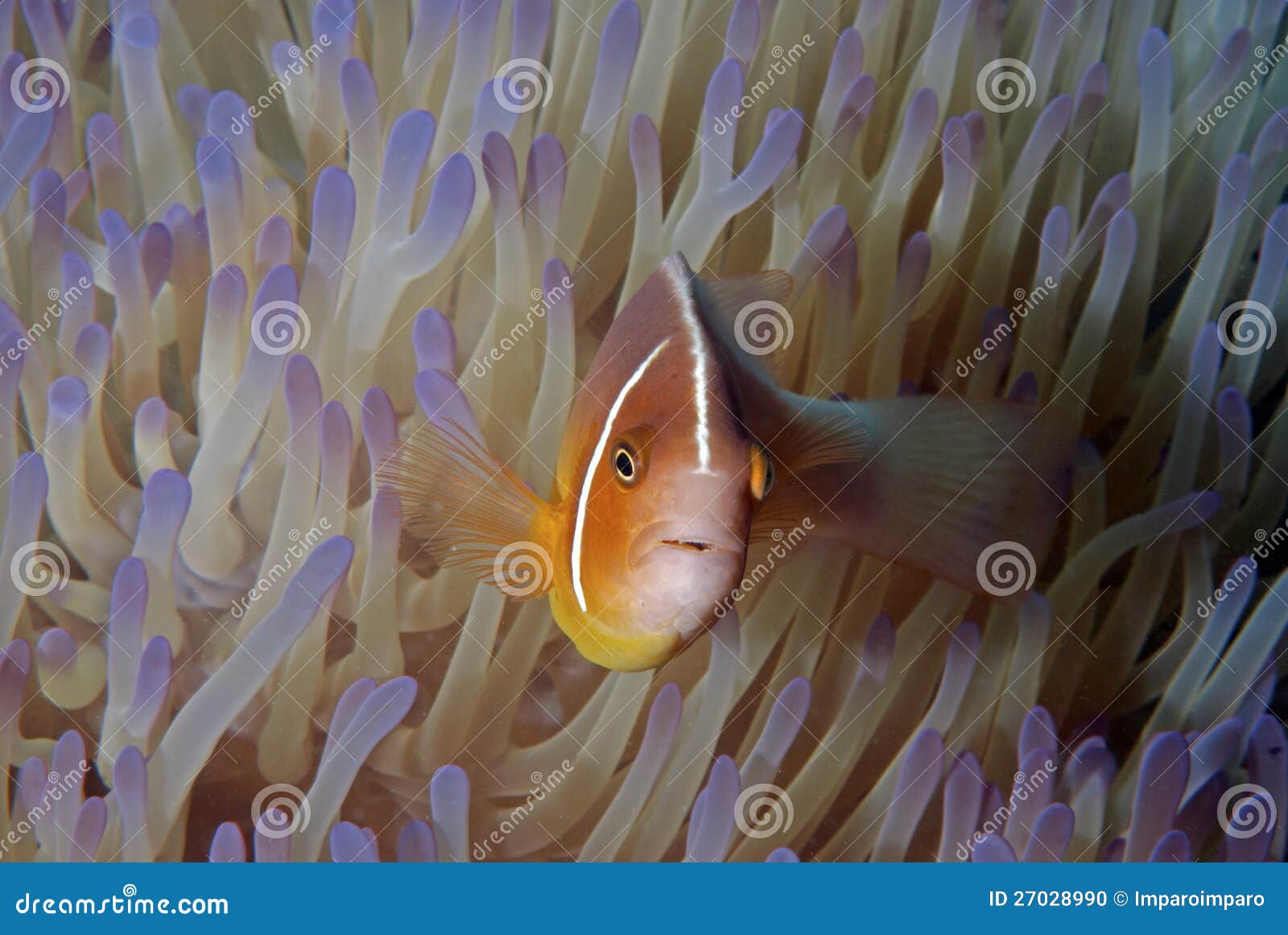 Clown fishes (Nemo) stock photo. Image of striped, tentacles - 27028990