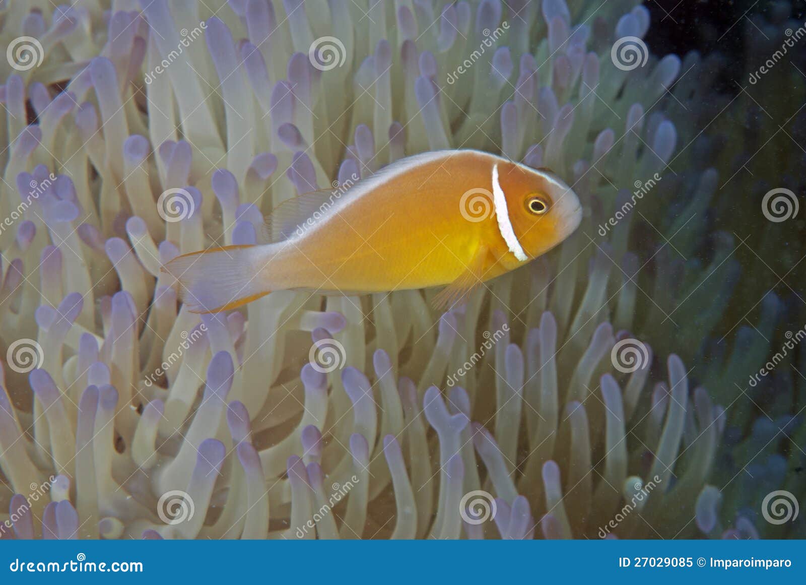 Clown fishes (Nemo) stock image. Image of fish, colors - 27029085