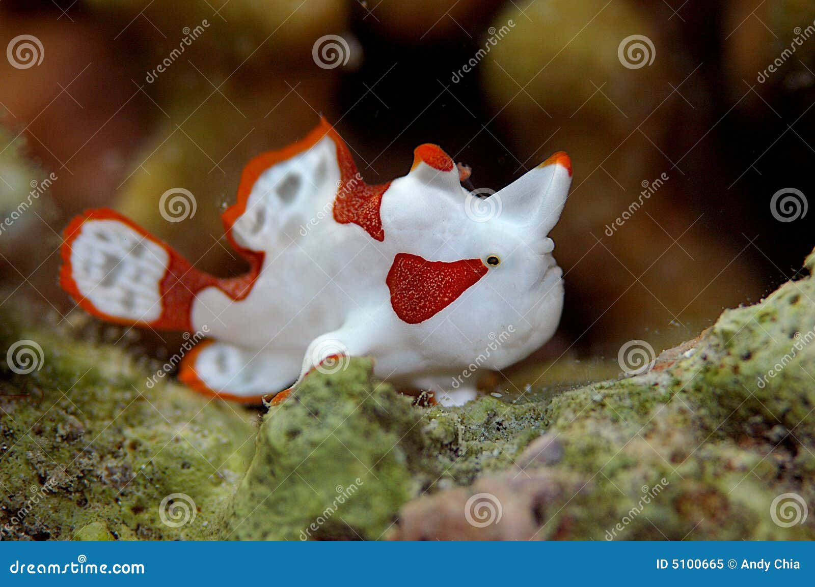 Clown frogfish stock image. Image of fish, underwater - 5100665