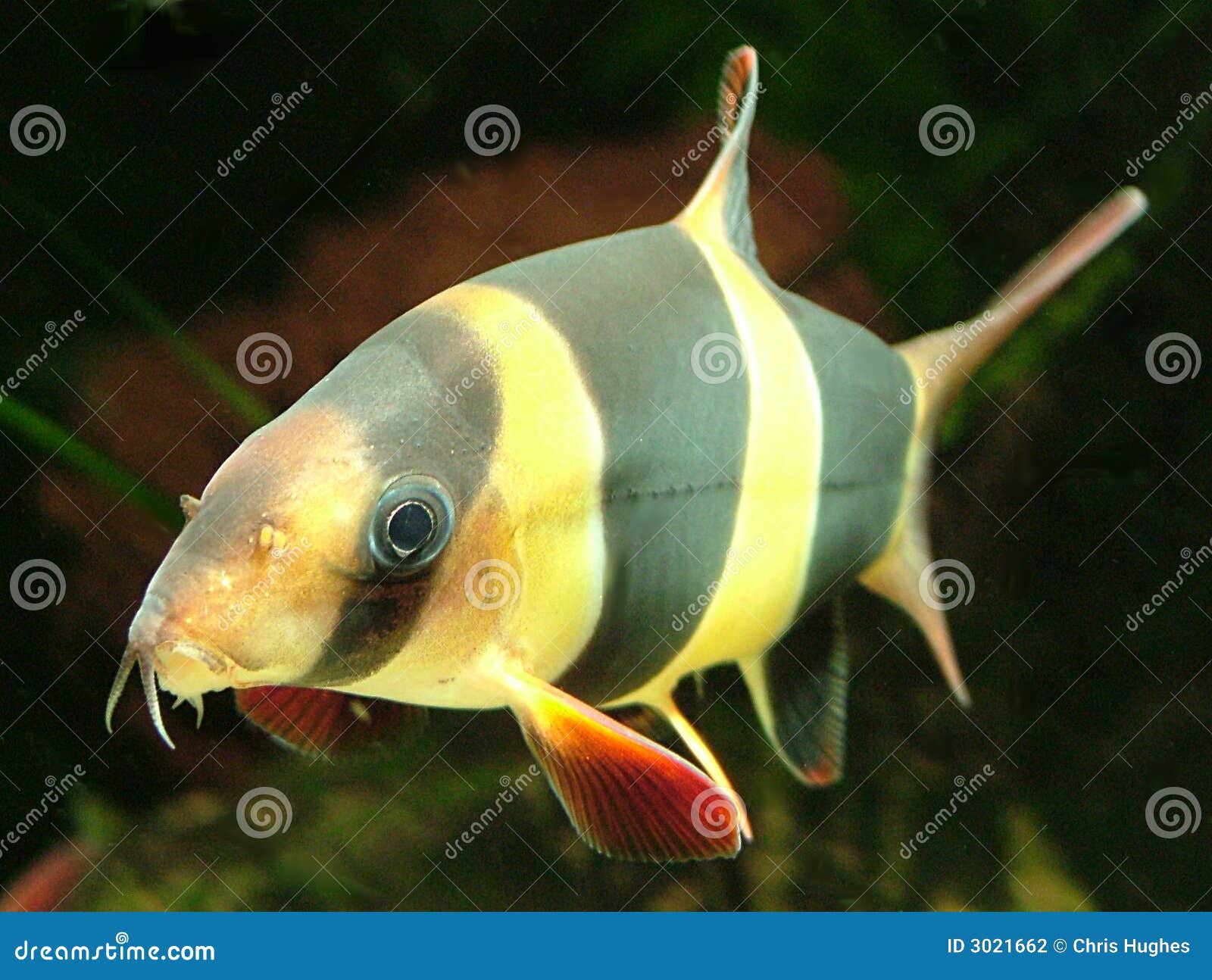 Clown Loach Tiger Botia Catfish Botia Macracanthus Aquarium Fish ...