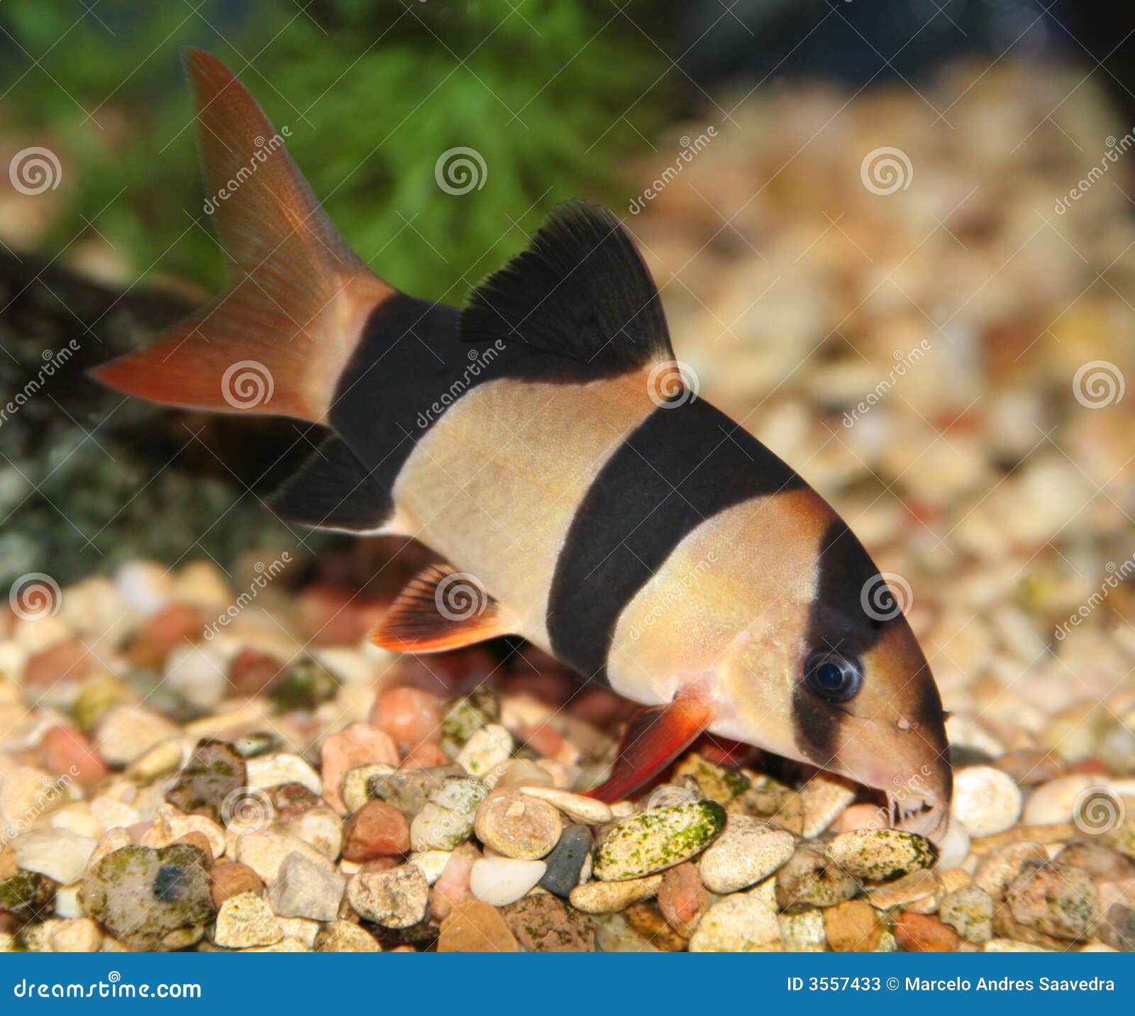 Clown Loach Tiger Botia Catfish Botia Macracanthus Aquarium Fish ...