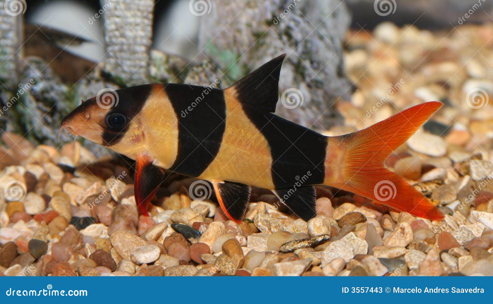 Clown Loach Tiger Botia Catfish Botia Macracanthus Stock Image ...