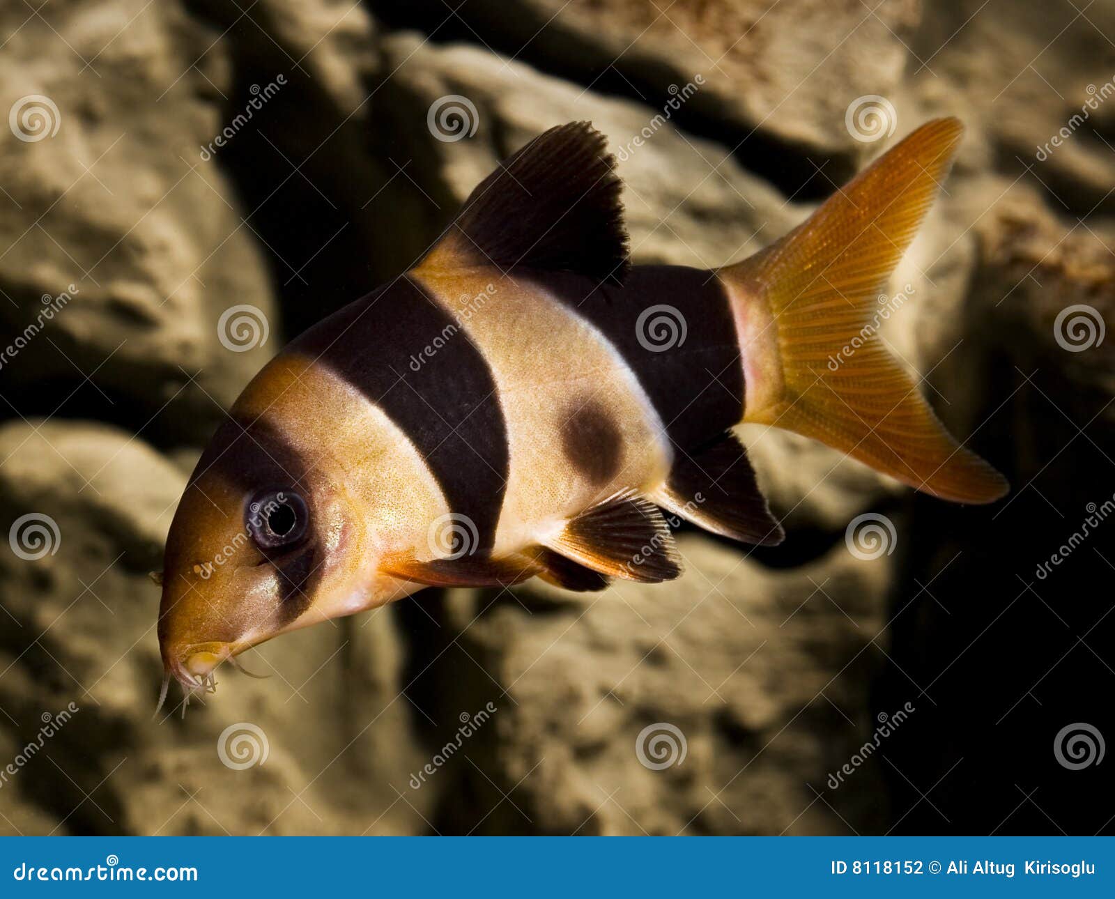 Clown Loach Fish Botia Macracantha Stock Photo - Image of freshwater ...