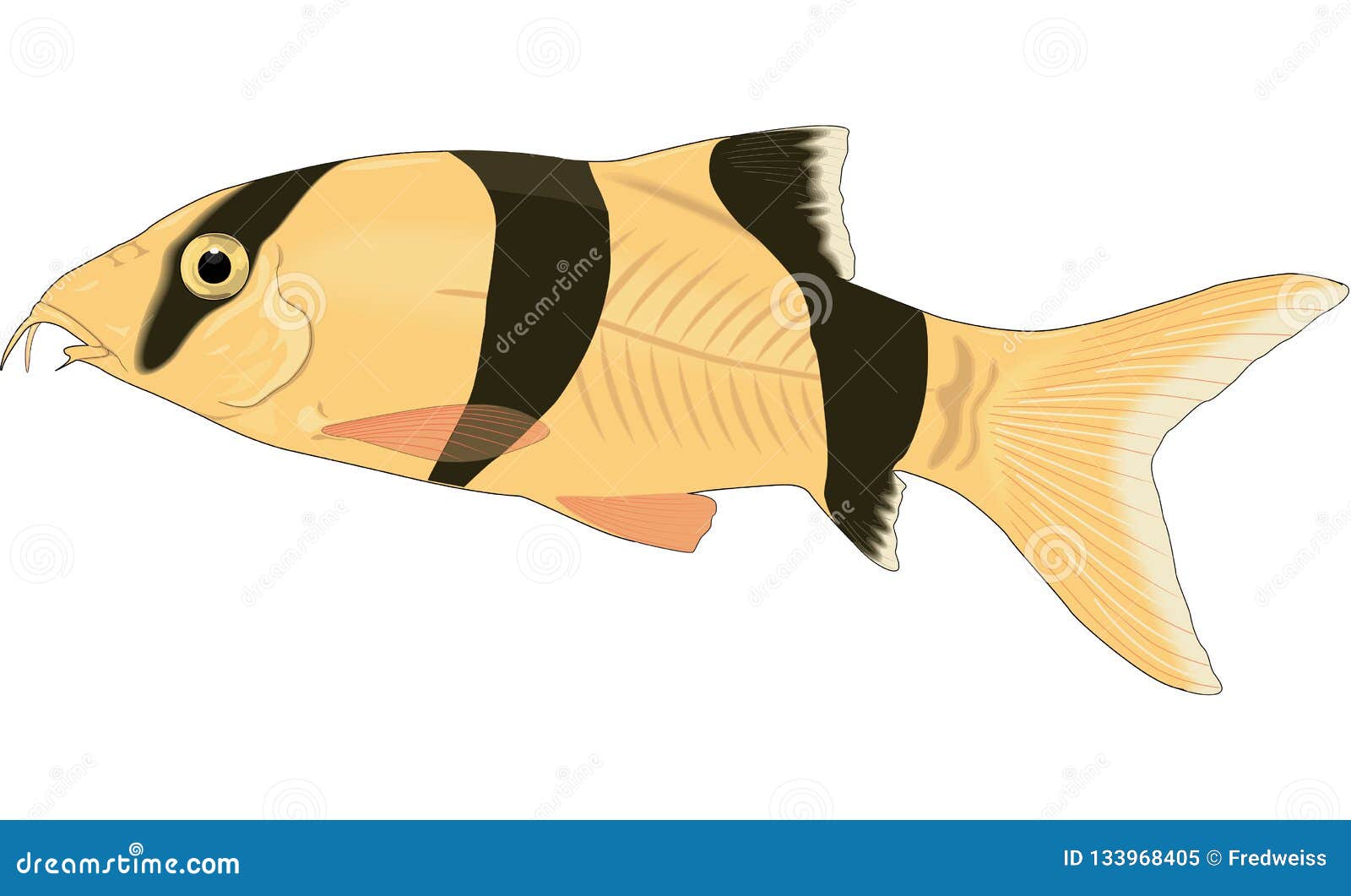 Clown Loach Tiger Aquarium Fish Isolated On White. Botia Catfish ...