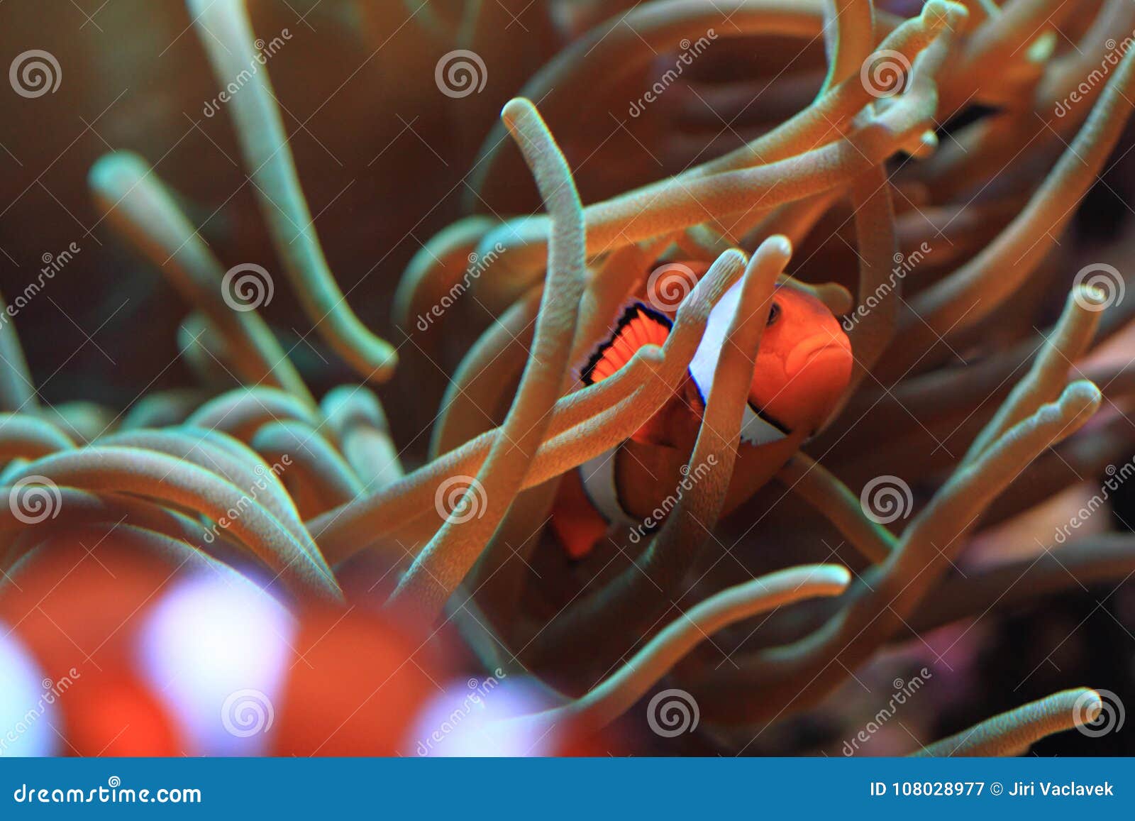 Clown nemo fish stock image. Image of clownfish, coral - 108028977