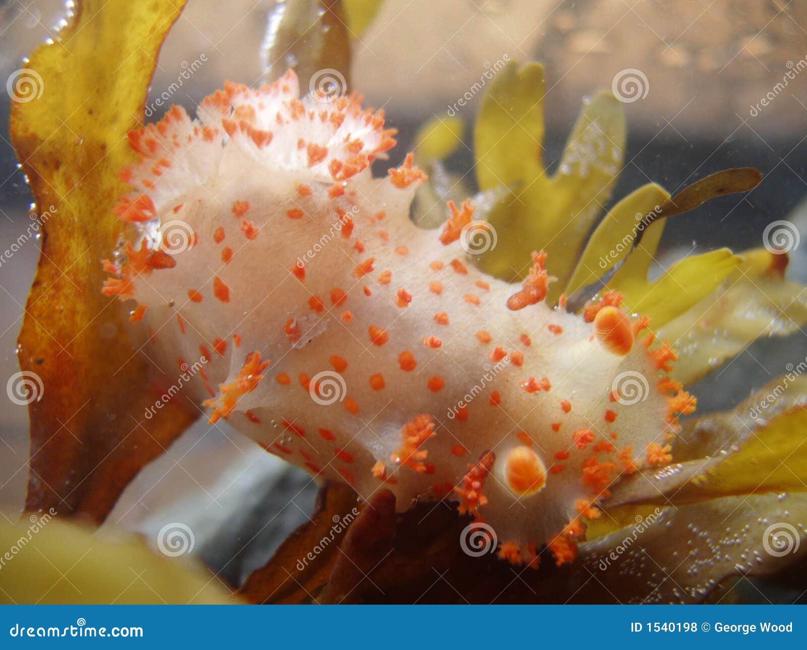 Clown nudibranch stock photo. Image of weed, slug, ocean - 1540198