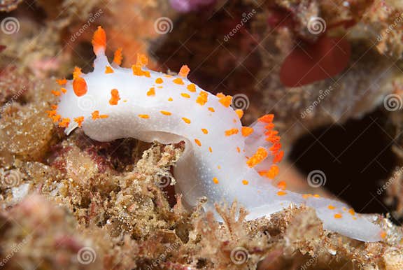 Clown nudibranch stock photo. Image of marine, aeolid - 19086636