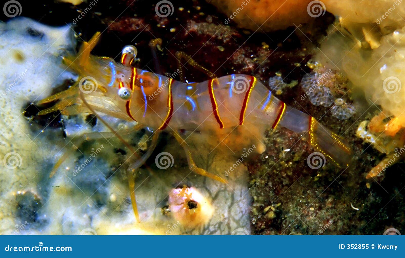 Clown Shrimp stock image. Image of invertebrate, shrimp - 352855