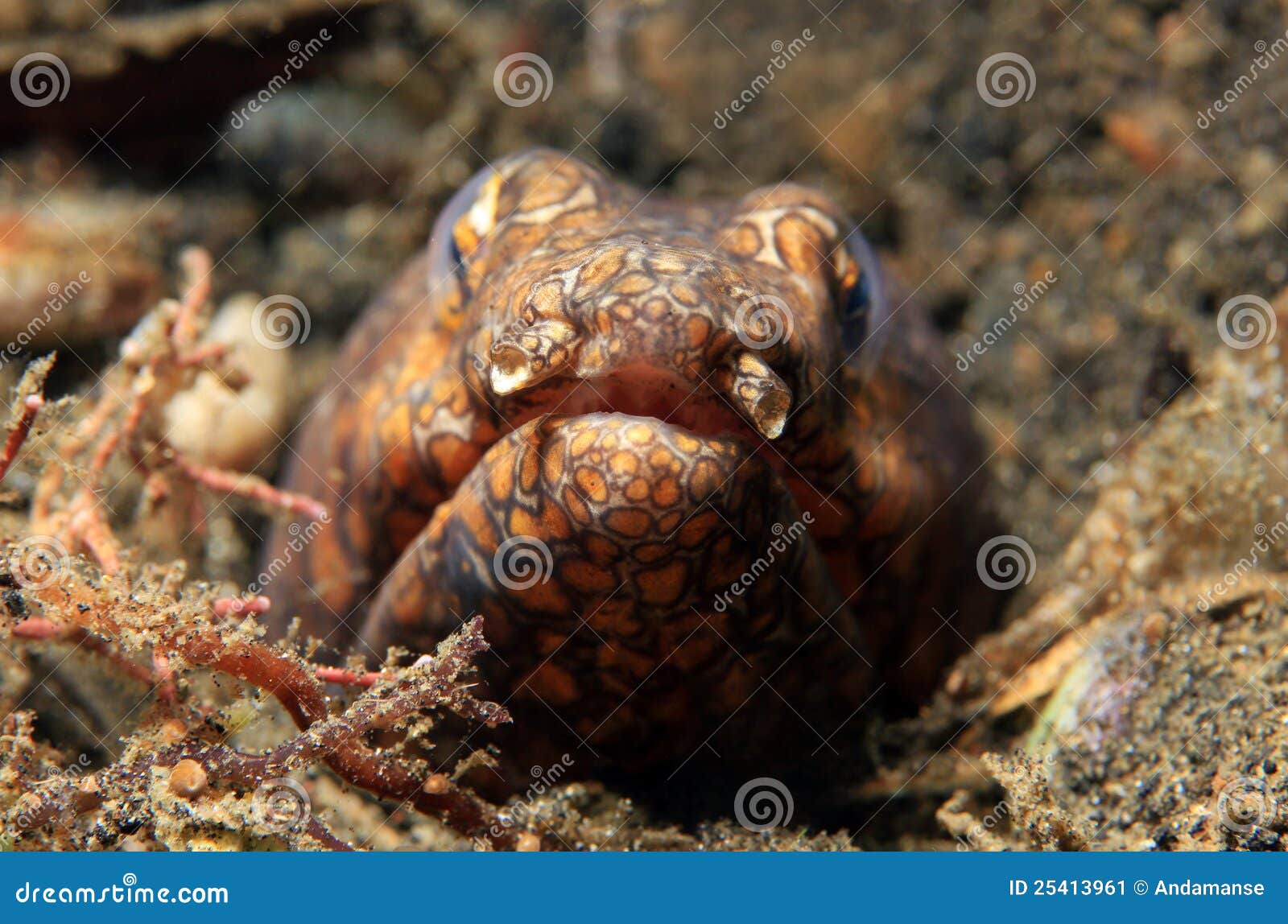 Clown Snake Eel stock image. Image of lembeh, clown, bonaparti - 25413961