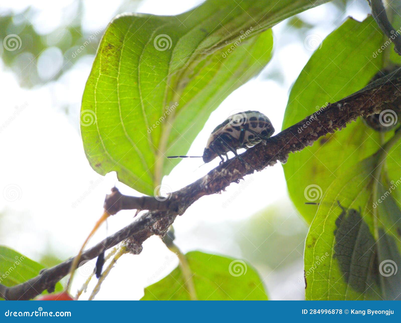 Clown Stink Bug Sitting on a Tree To Escape the Sun. Stock Photo ...