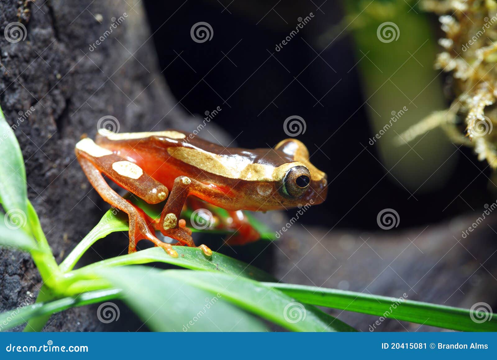 Clown Tree Frog stock image. Image of colorful, macro - 20415081