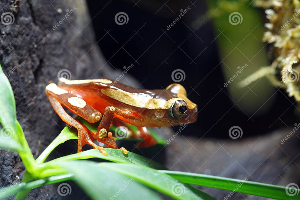 Clown Tree Frog stock image. Image of colorful, macro - 20415081