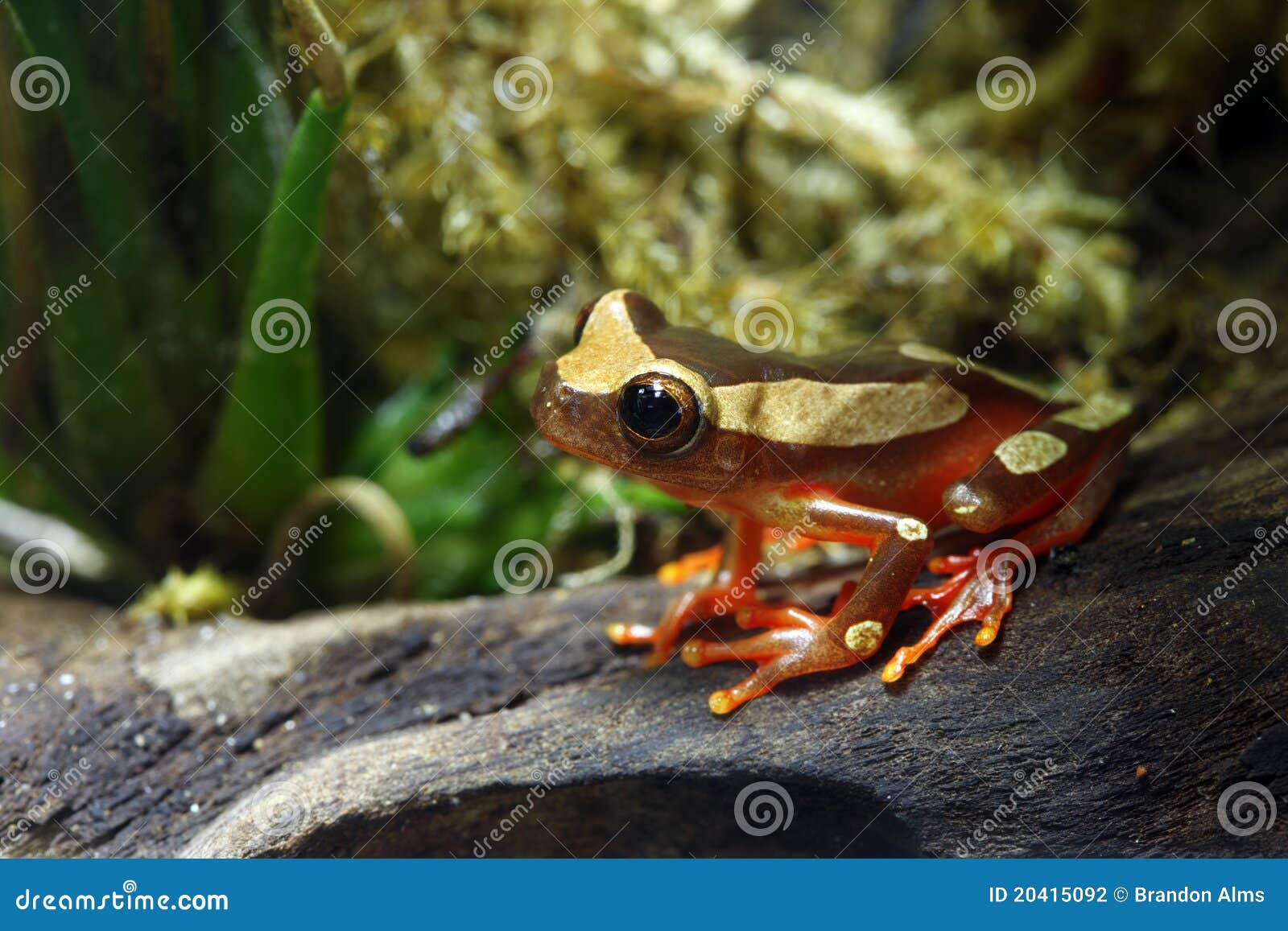 Clown Tree Frog stock photo. Image of plants, nature - 20415092