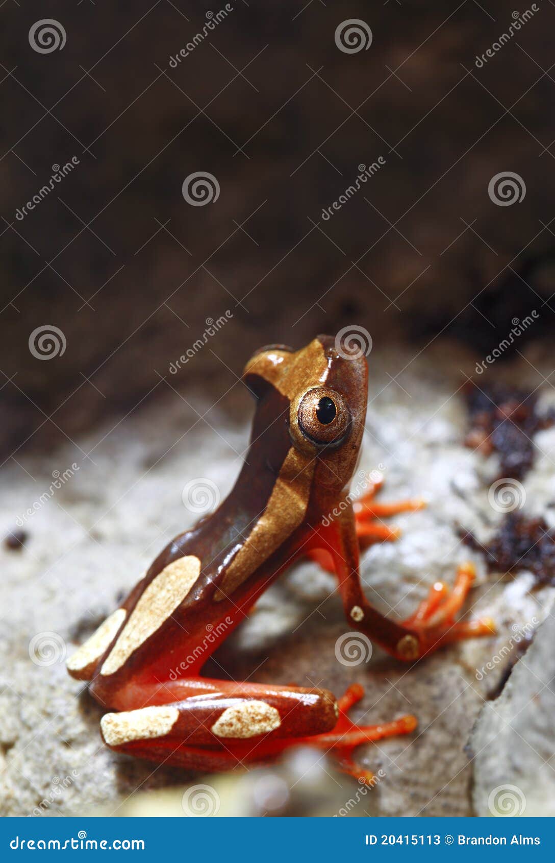 Clown Tree Frog stock image. Image of nature, clown, orange - 20415113