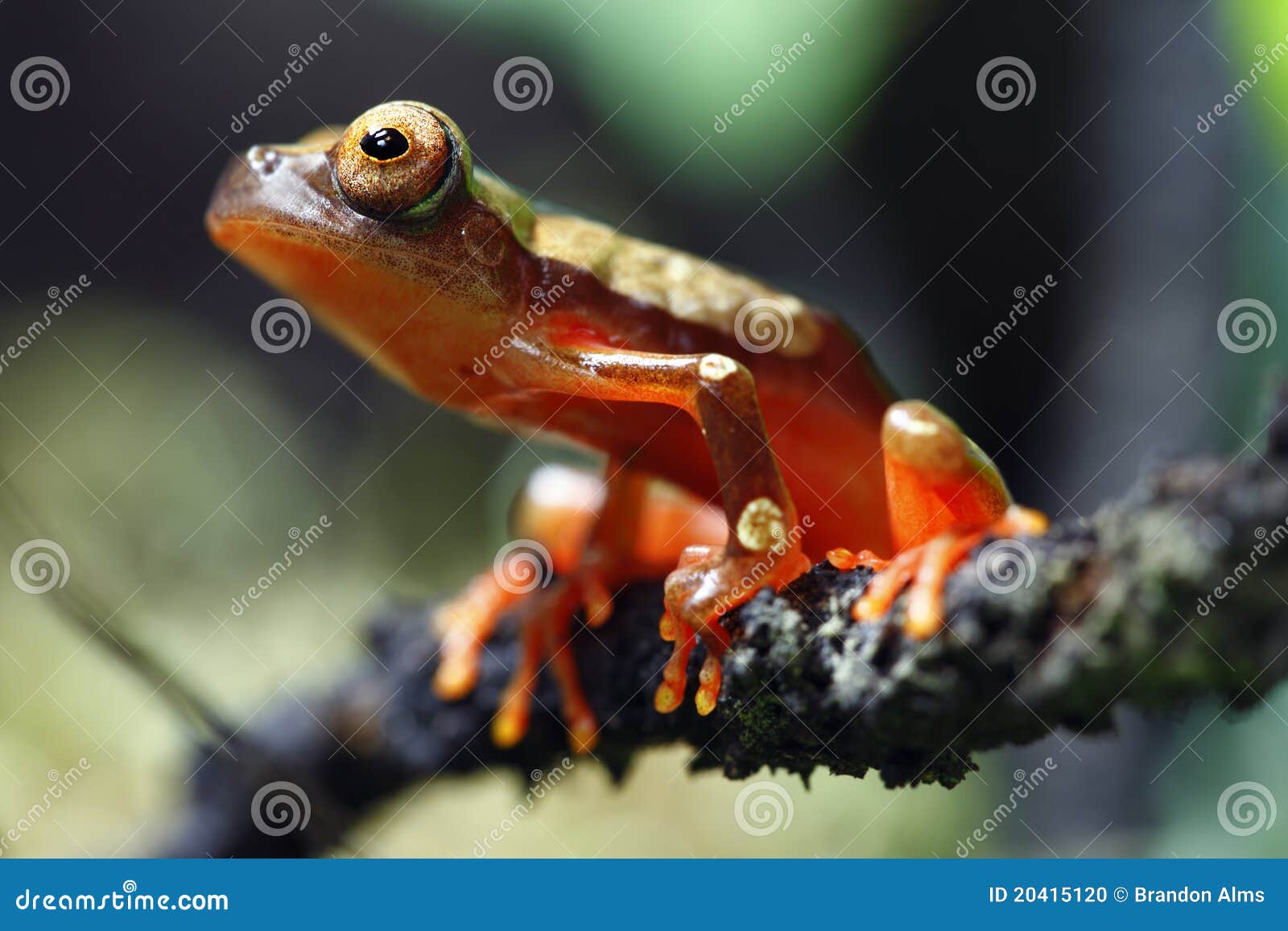 Clown Tree Frog stock photo. Image of horizontal, space - 20415120
