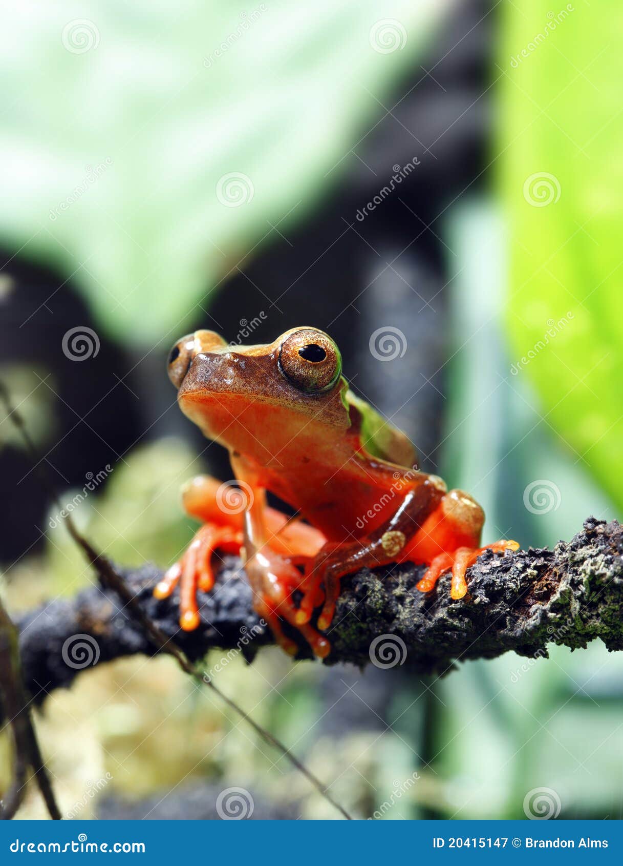 Clown Tree Frog stock image. Image of details, forest - 20415147
