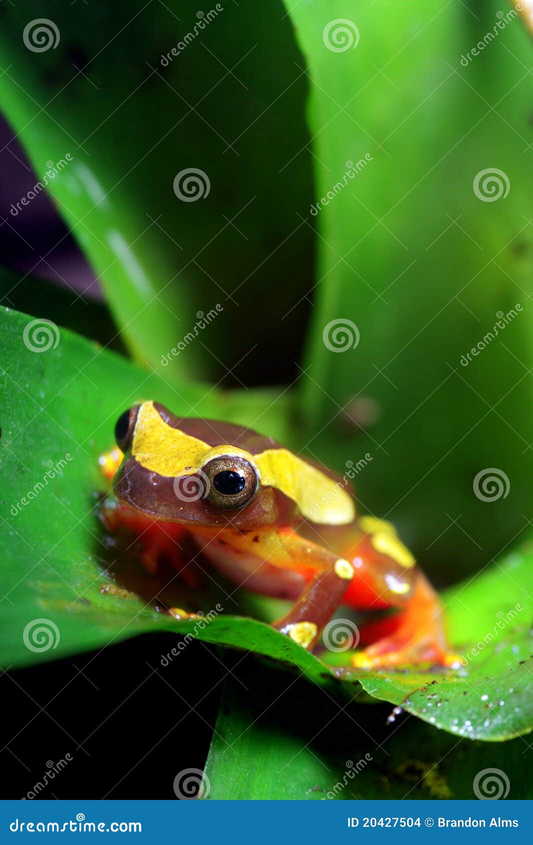 Clown Tree Frog stock photo. Image of close, plant, jungle - 20427504