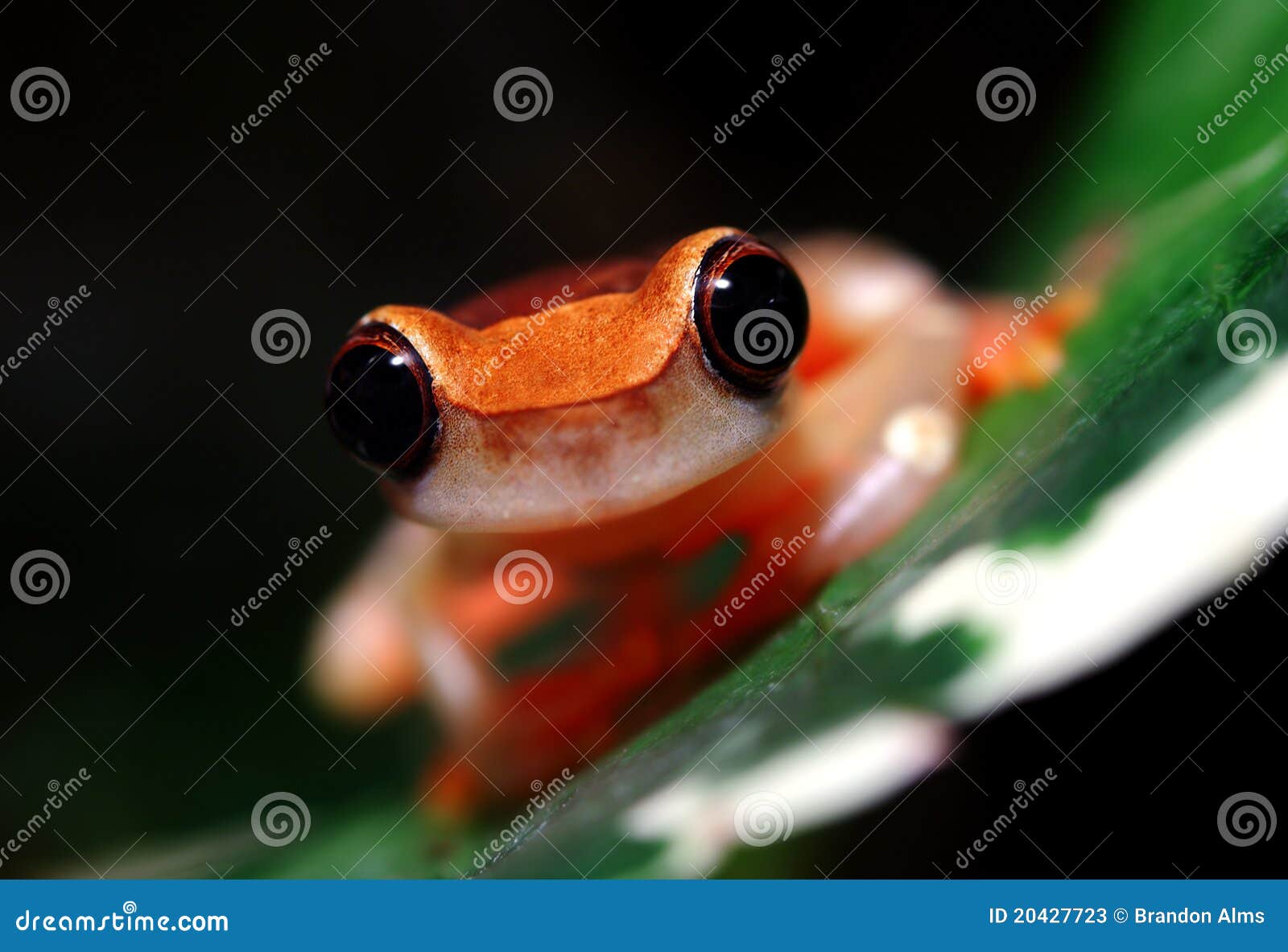 Clown Tree Frog stock image. Image of horizontal, details - 20427723