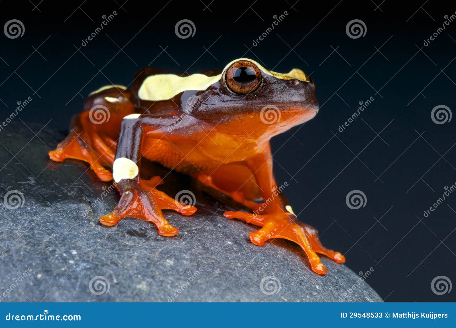 A Clown Tree Frog, Dendropsophus Sarayacuensis, Looking Curiously At ...