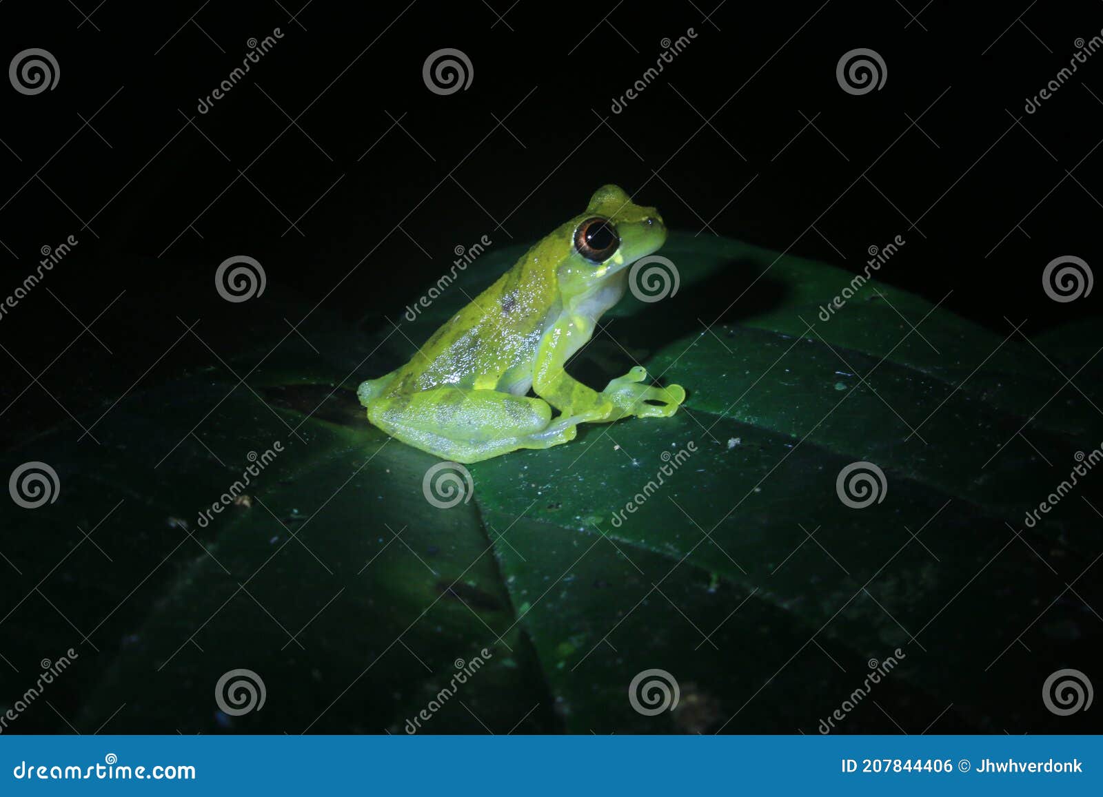 A Clown Tree Frog, Dendropsophus Sarayacuensis, Looking Curiously At ...