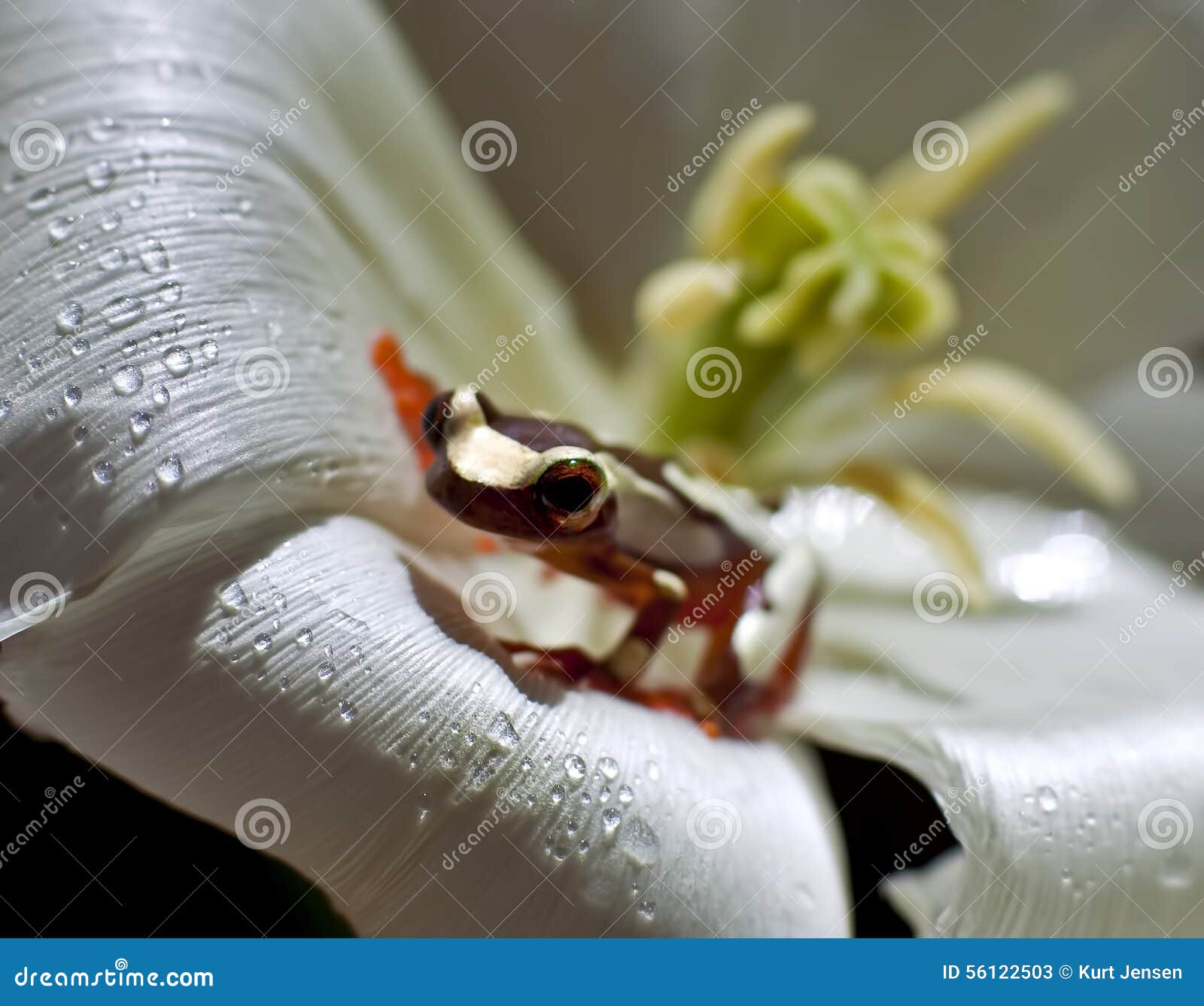 Clown Tree Frog stock image. Image of stamen, amphibian - 56122503
