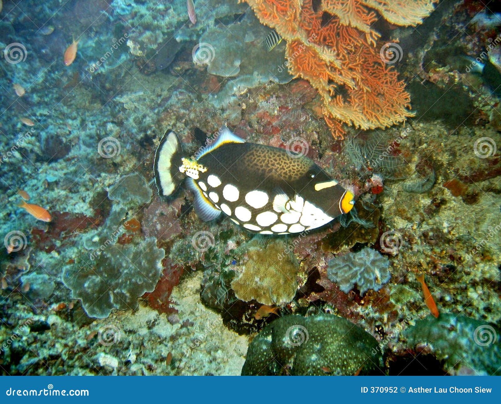 Clown Trigger stock photo. Image of fish, underwater, unique - 370952