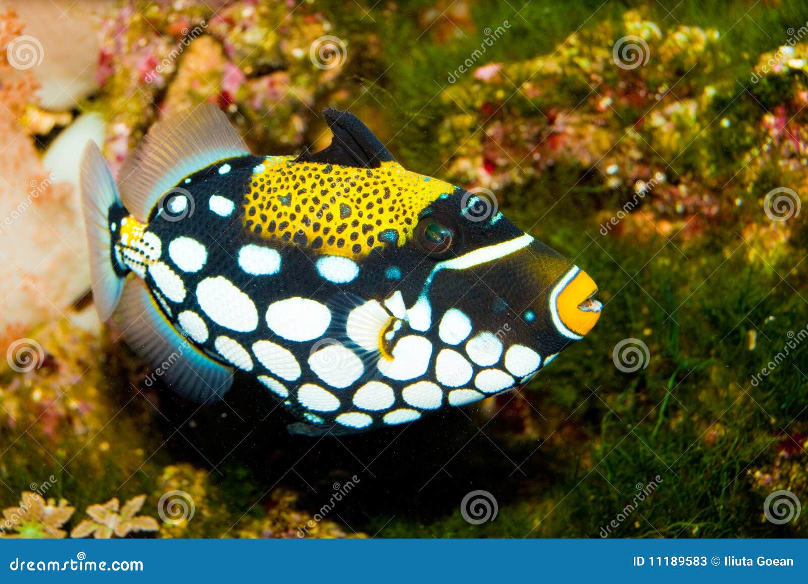Clown Trigger Fish stock image. Image of nature, saltwater - 11189583