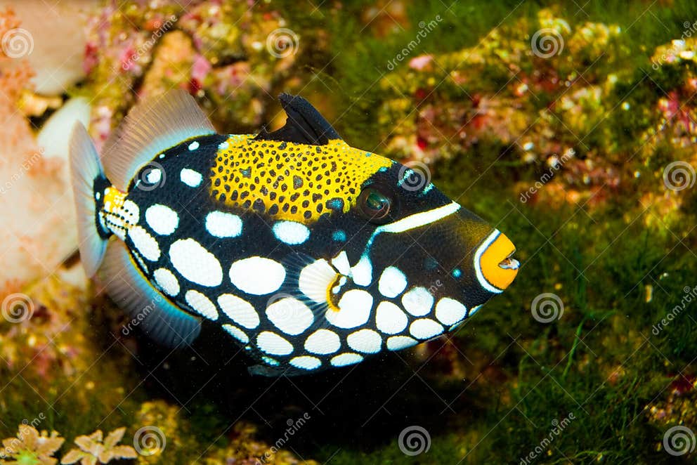 Clown Trigger Fish stock image. Image of nature, saltwater - 11189583