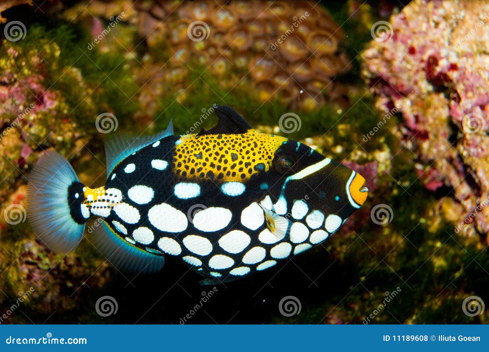 Clown Trigger Fish stock photo. Image of underwater, triggerfish - 11189608