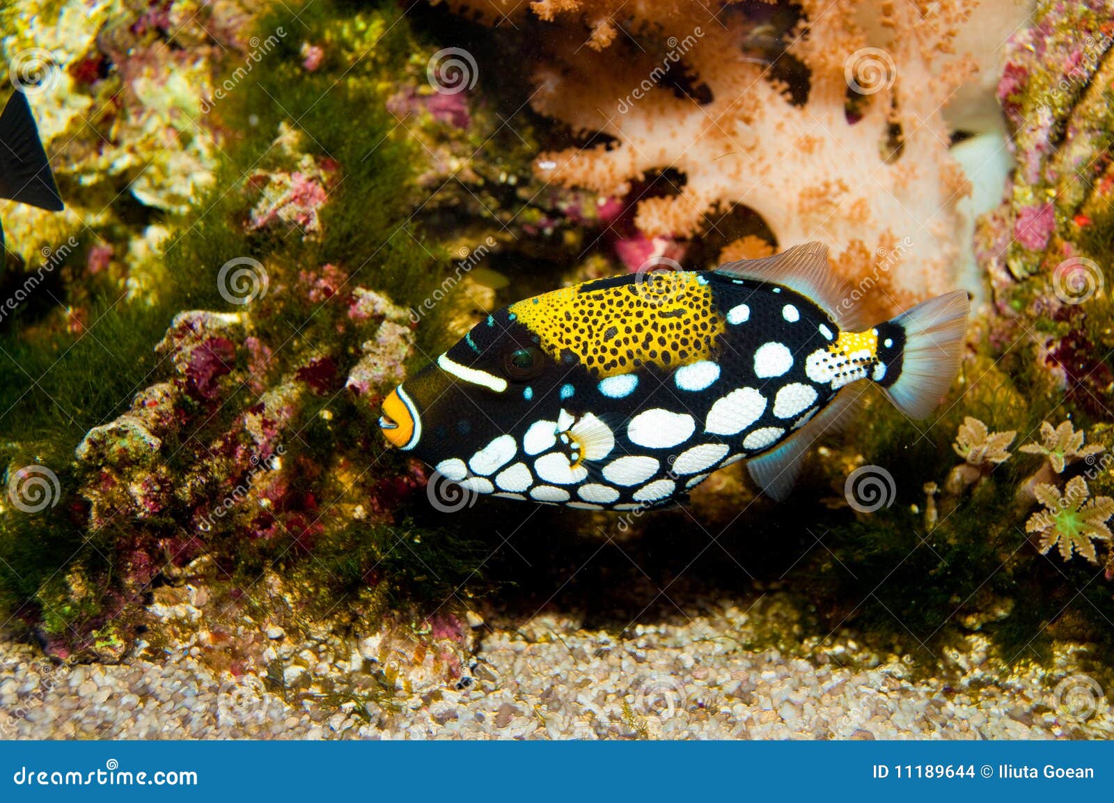 Clown Trigger Fish stock photo. Image of underwater, trigger - 11189644