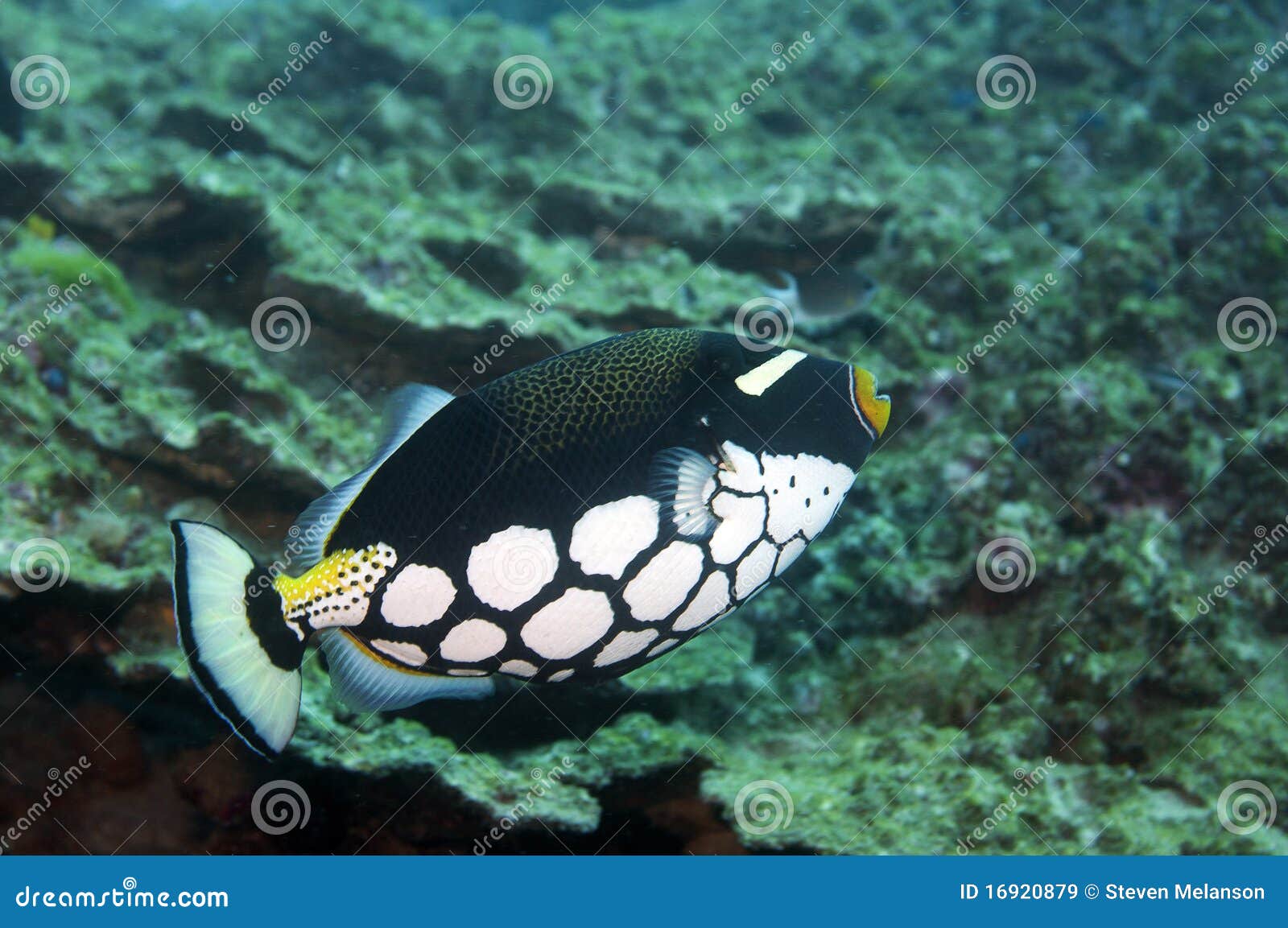Clown Trigger Fish stock image. Image of fish, swimming - 16920879