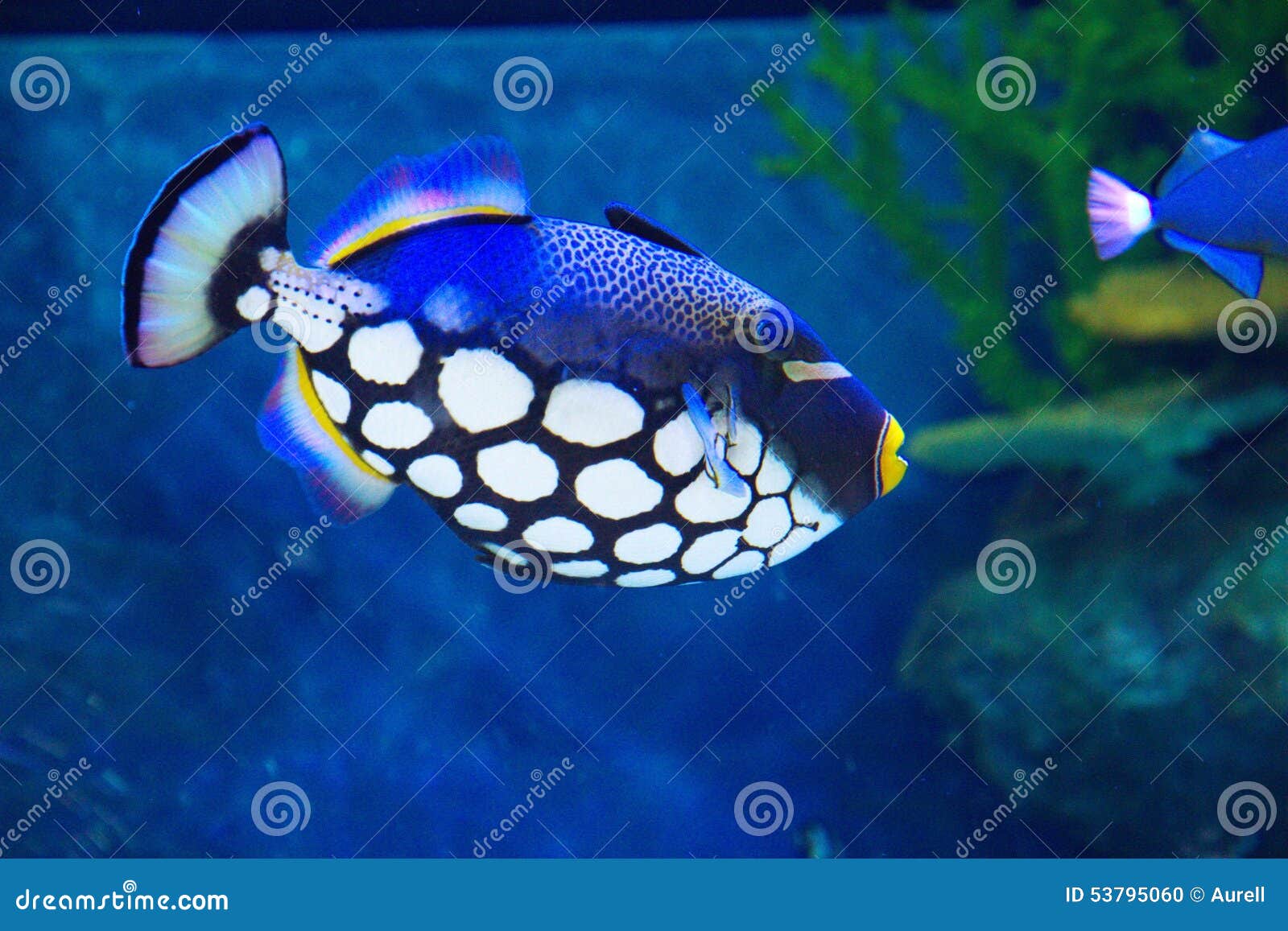 Clown trigger fish stock photo. Image of clown, coral - 53795060