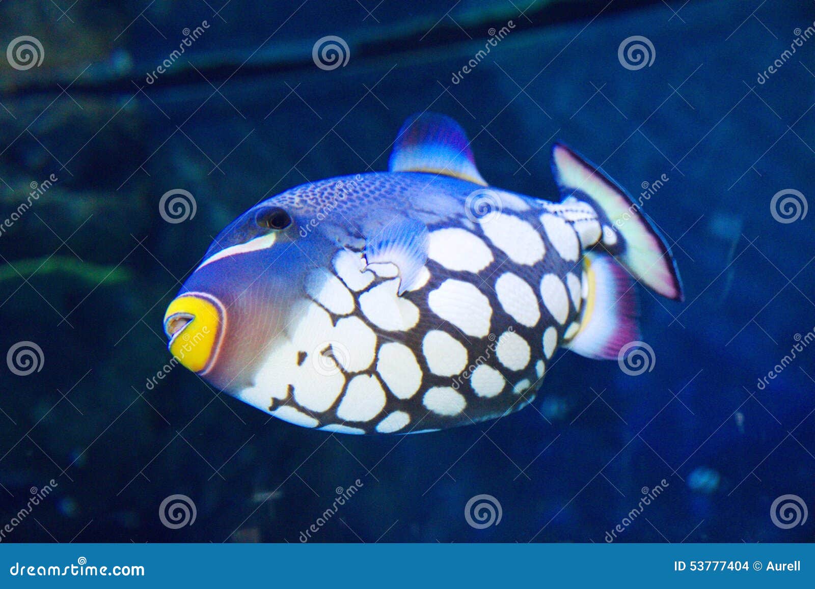 Clown trigger fish stock photo. Image of pets, marine - 53777404