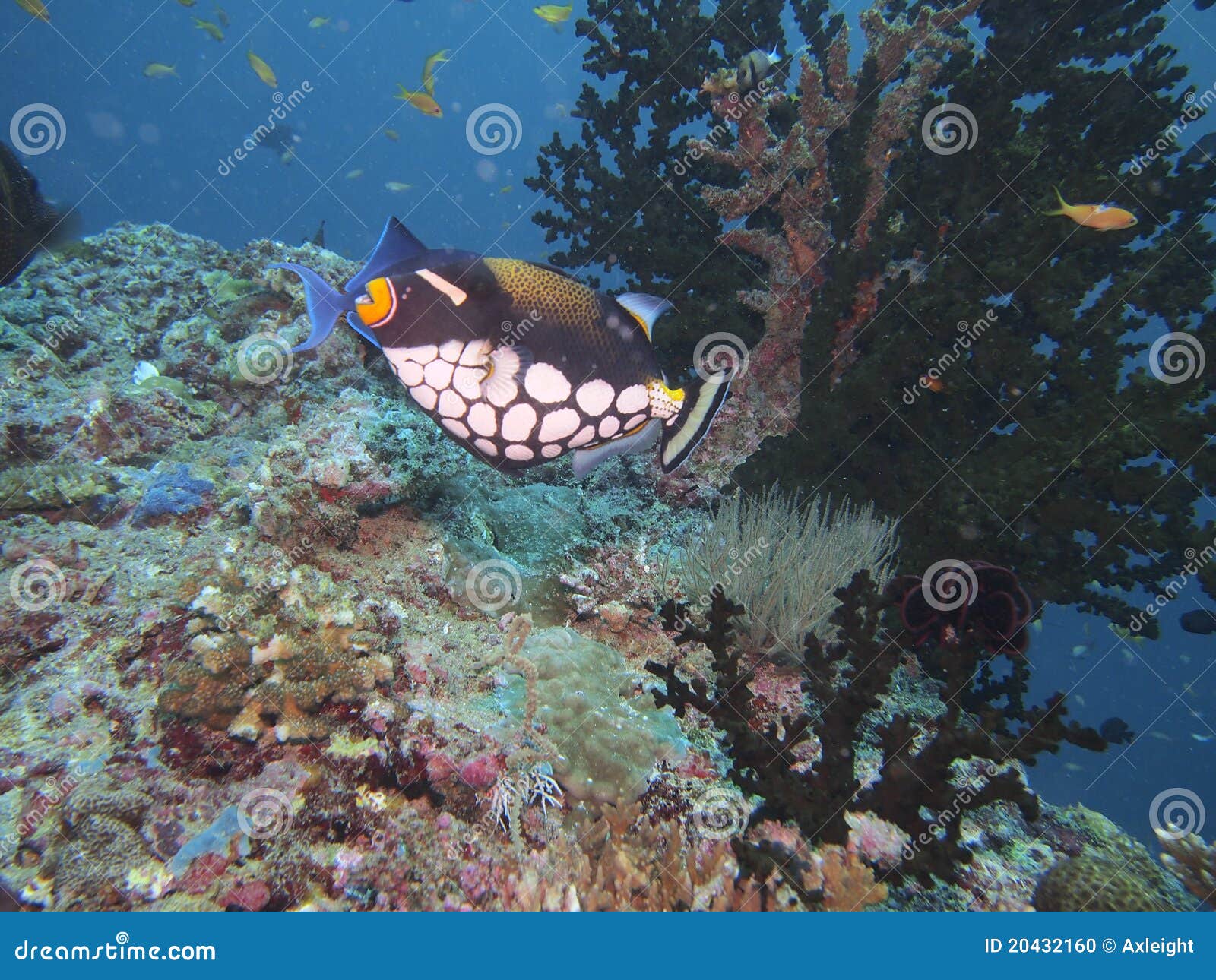 Clown triggerfish stock photo. Image of malapascua, green - 20432160