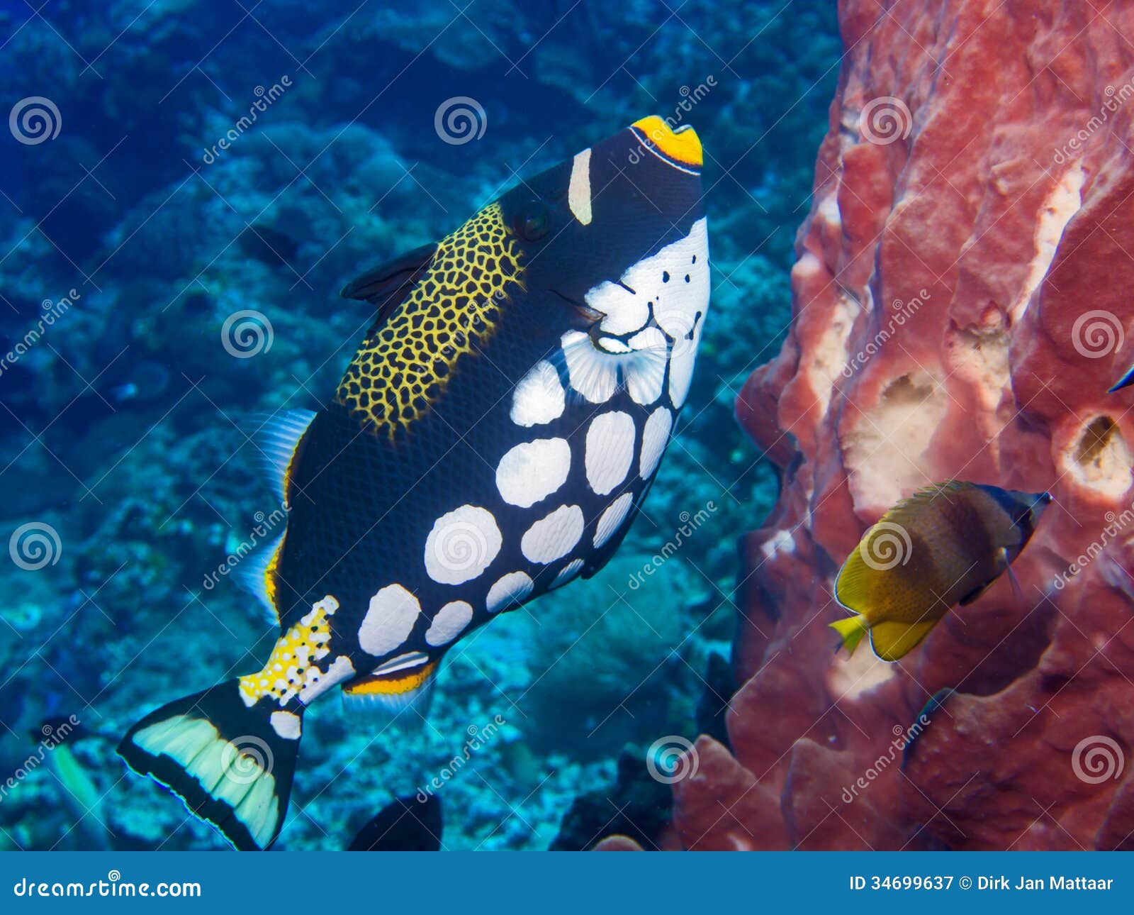 Clown Triggerfish image stock. Image du fermer, nature - 34699637