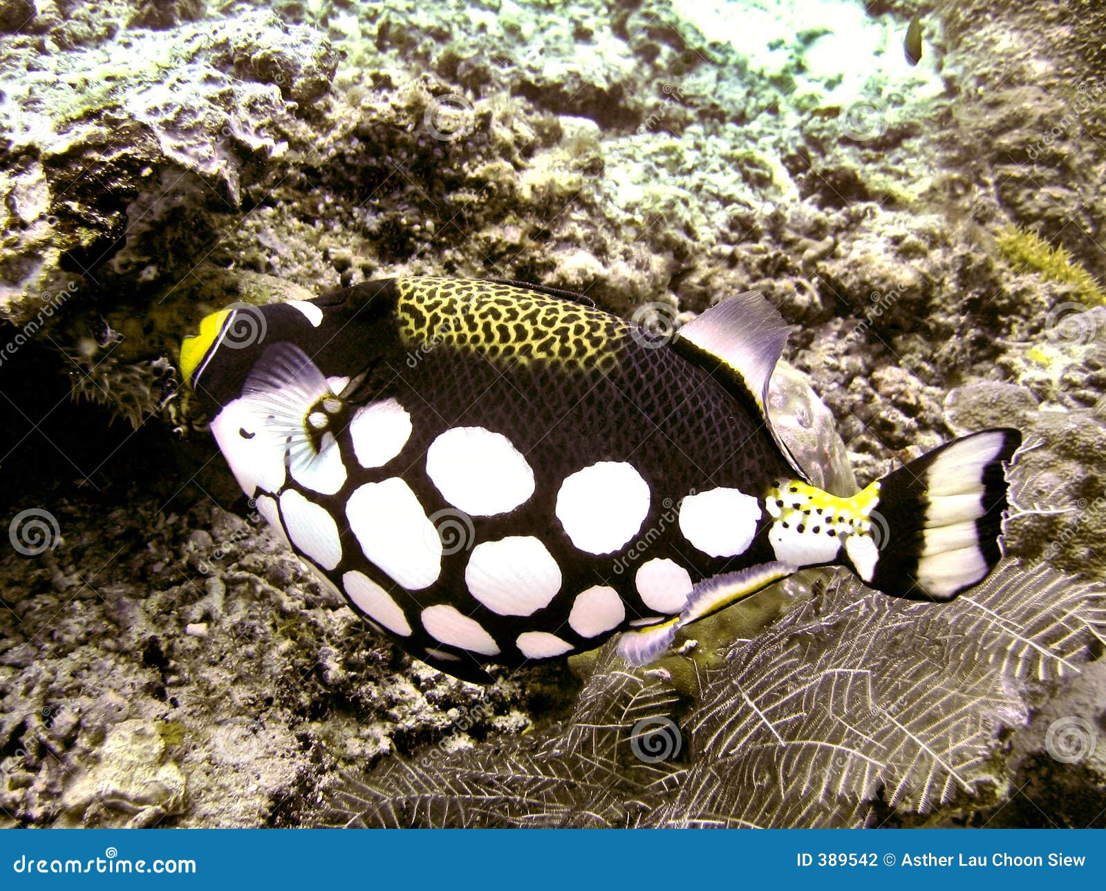 Clown Triggerfish stock photo. Image of underwater, triggerfish - 389542