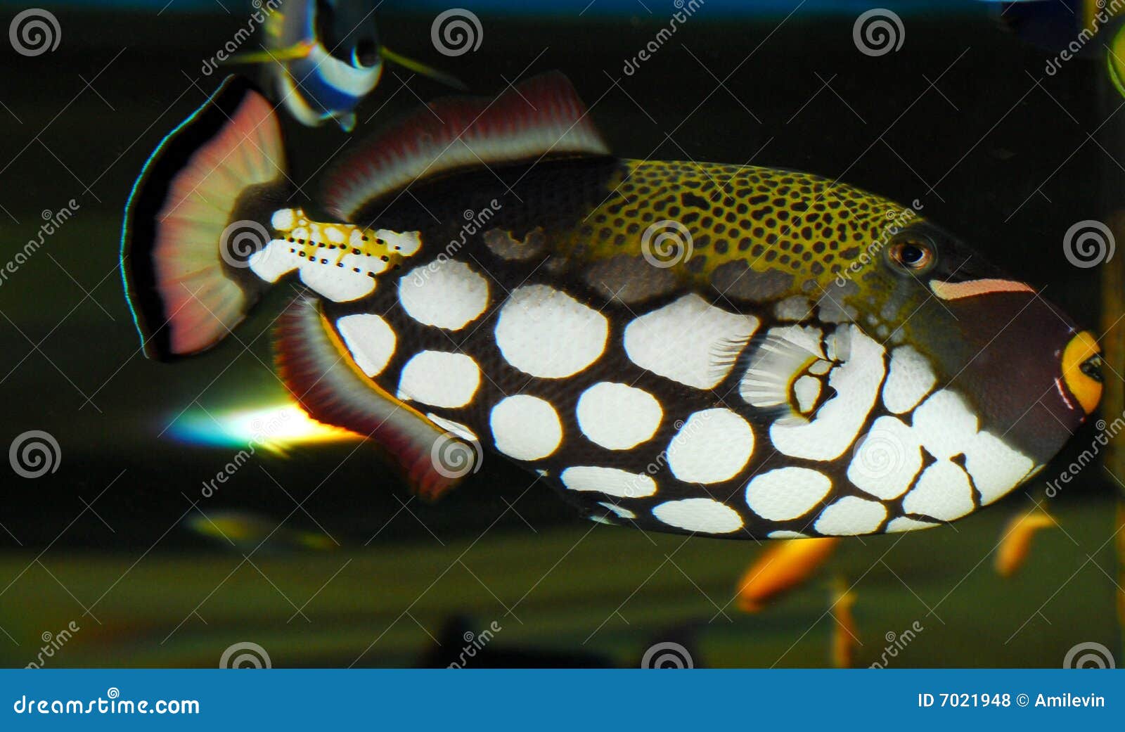 Clown Triggerfish stock photo. Image of trigger, diving - 7021948