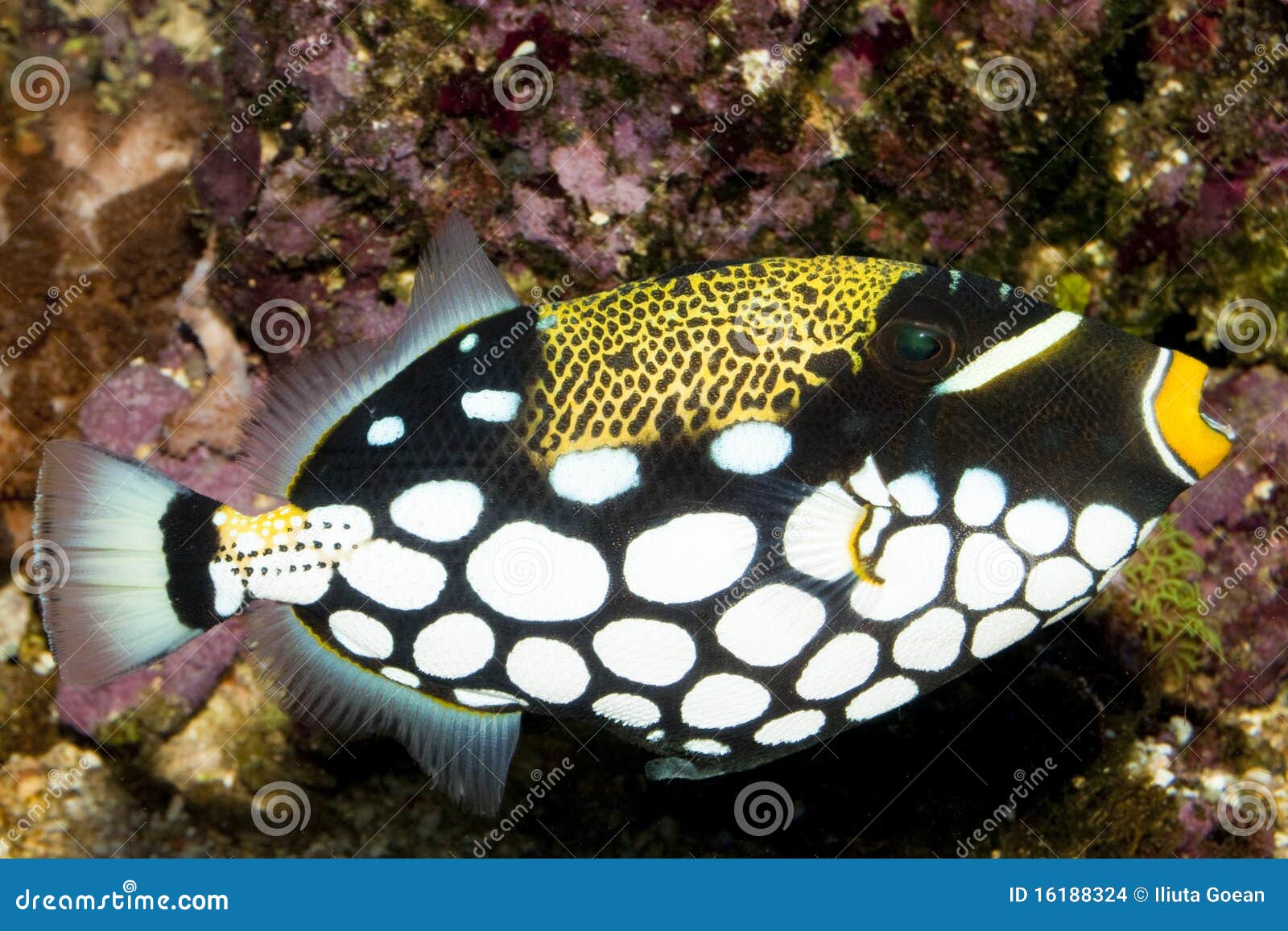 Clown Triggerfish in Aquarium Stock Photo - Image of balistoides ...