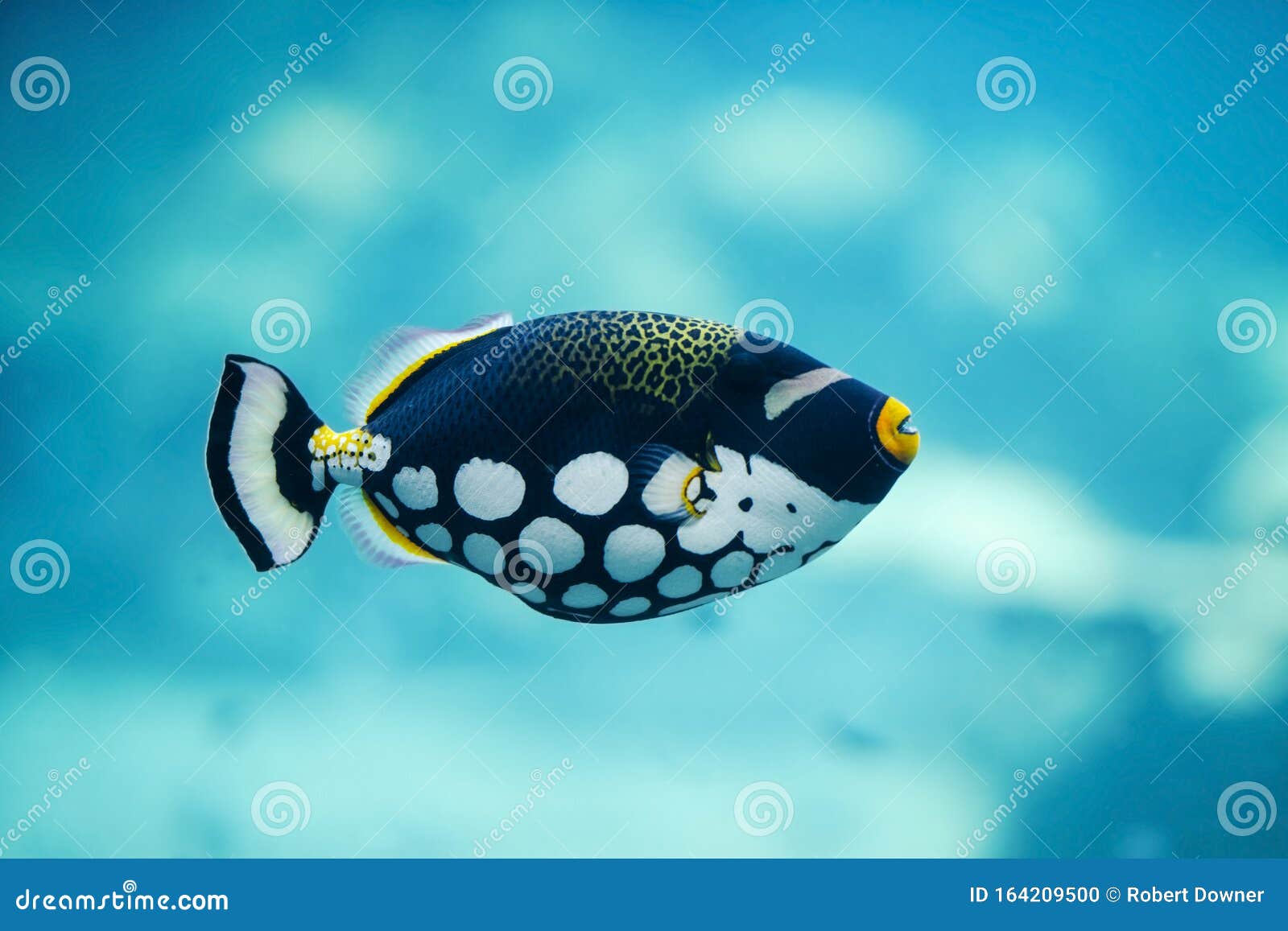 The Clown Triggerfish Gets Its Name From The Fact That Its Bright ...