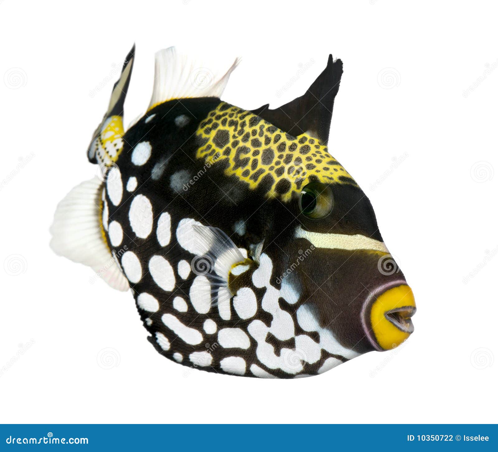 Clown Triggerfish, Reef Fish, Isolated On White Ba Royalty-Free Stock ...