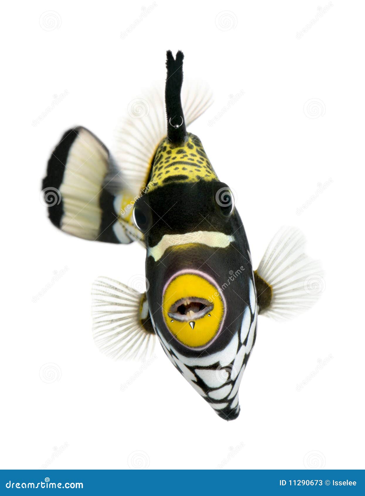 Clown Triggerfish Balistoides Conspicillum, Bigspotted Triggerfish, Are ...