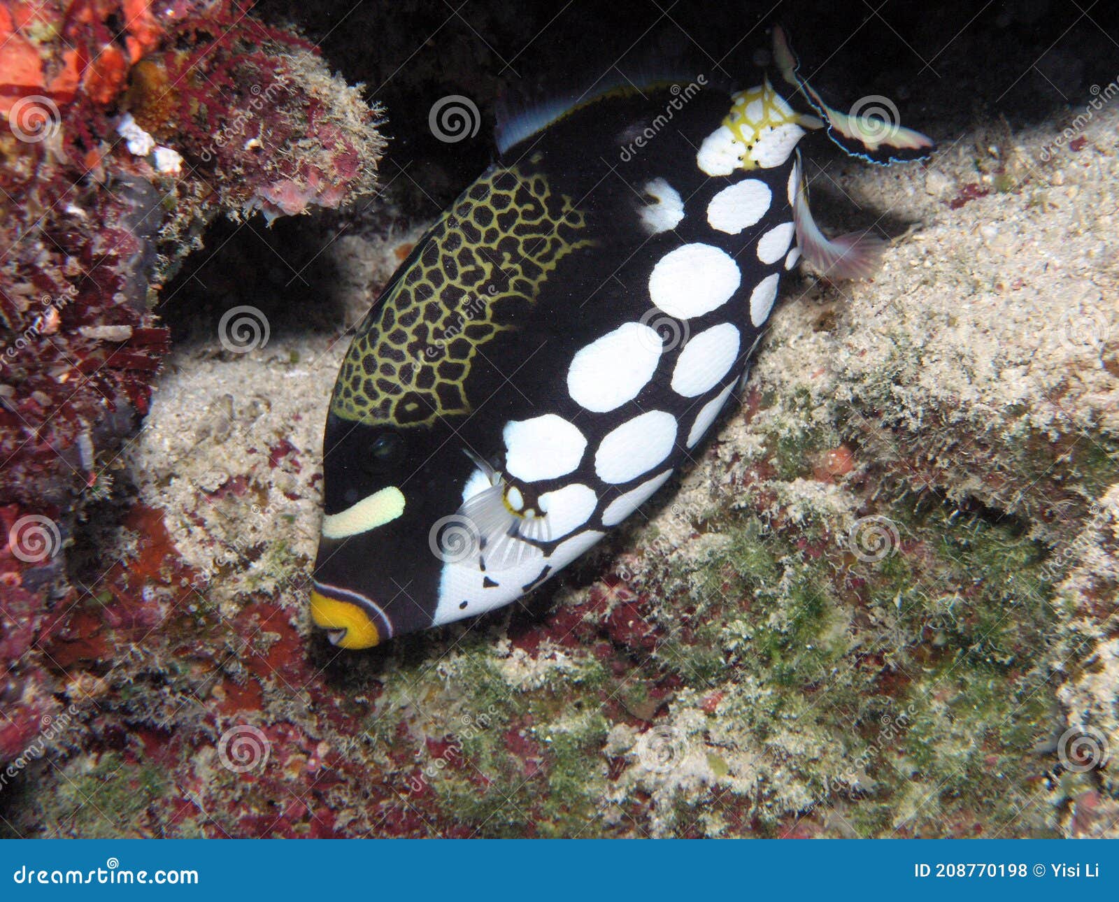 The Clown Triggerfish Gets Its Name from the Fact that Its Bright ...