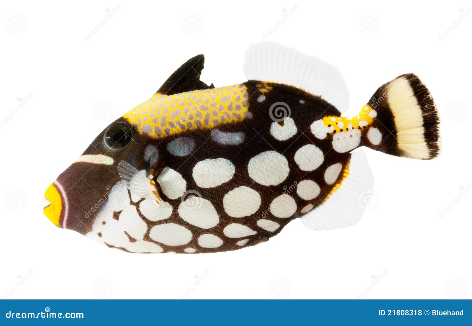 The Clown Triggerfish Gets Its Name From The Fact That Its Bright ...